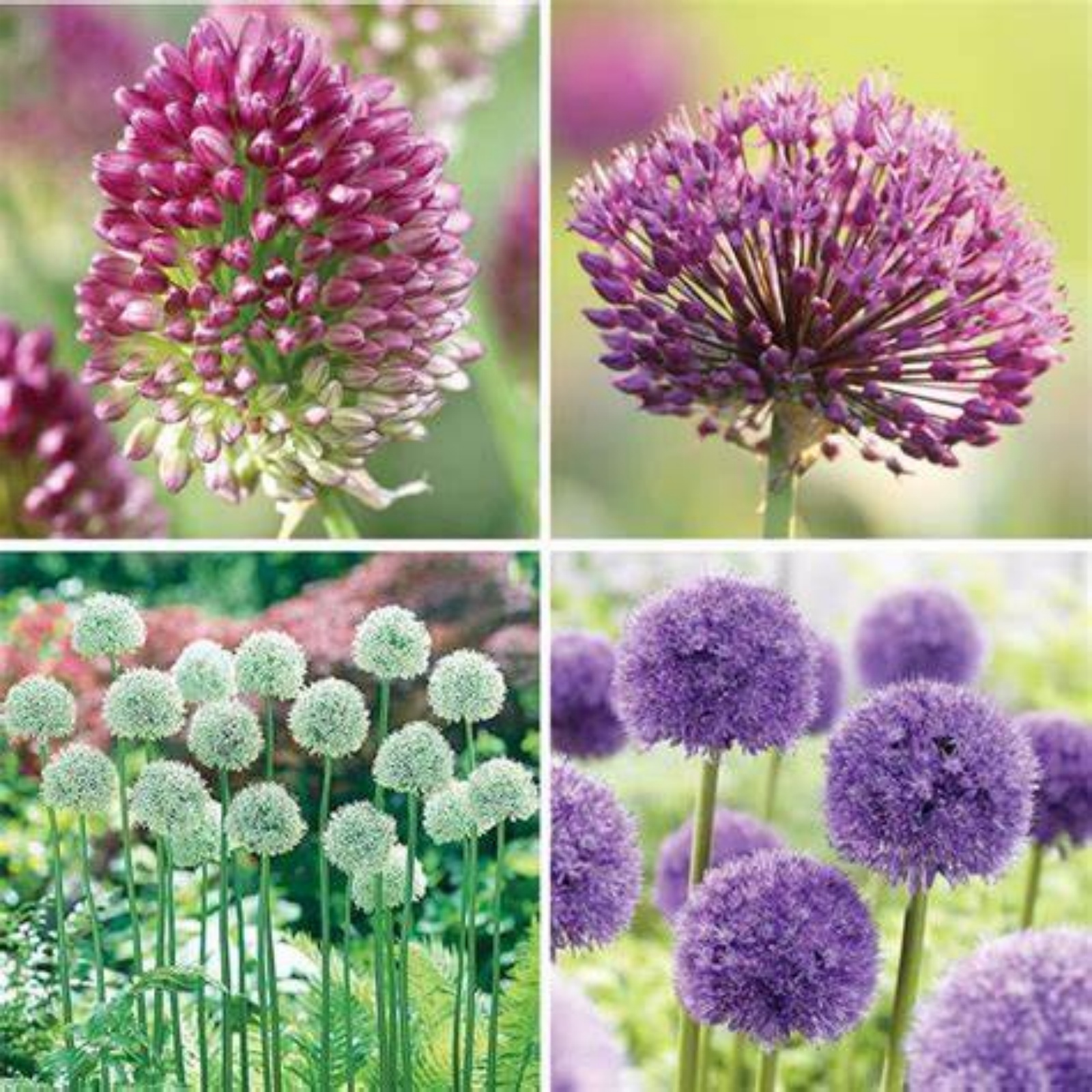 Allium for Sale-Garden Decoration - Walmart.com