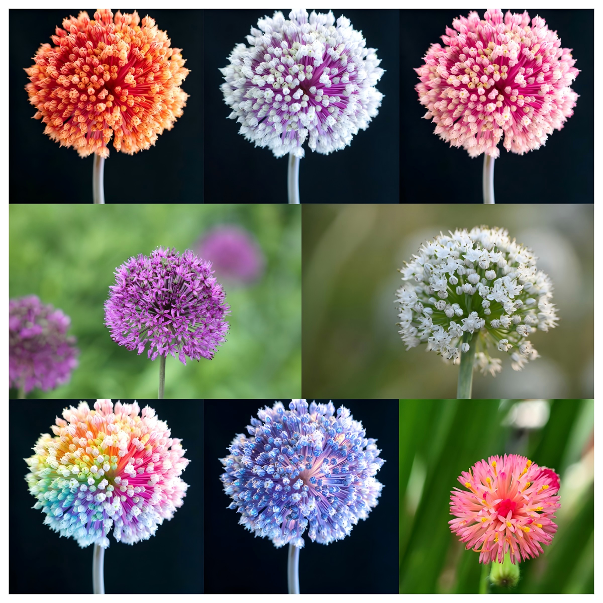 Allium giganteum Seeds—Viewing(Non-Artificial),Easy to grow and quick ...
