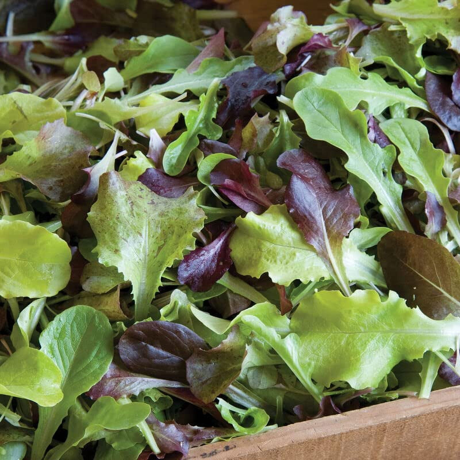 Allstar Gourmet Lettuce Mix Seeds for Planting (500 Seeds) - Grow ...