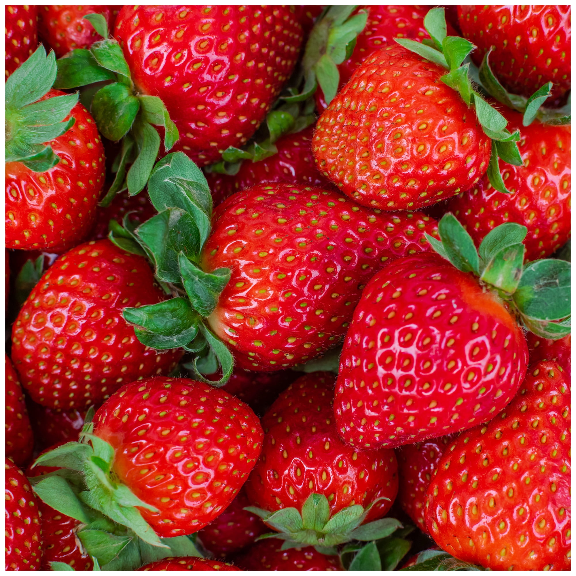 Allstar Strawberry Bareroot Plants (10-Pack), Junebearing Live Plants ...