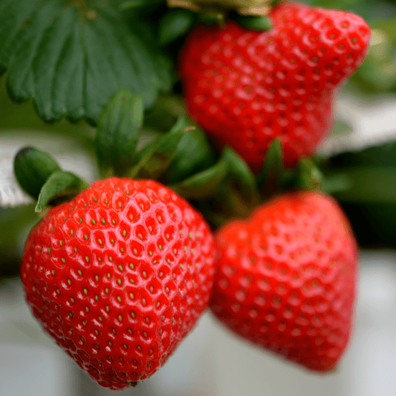 Allstar Strawberry Roots – Bare Root Plants | Mid-Season June-Bearing ...