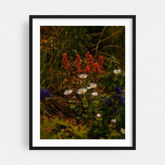 Alma Wildflowers - Alma Colorado Photography Flowers Floral Botanical ...