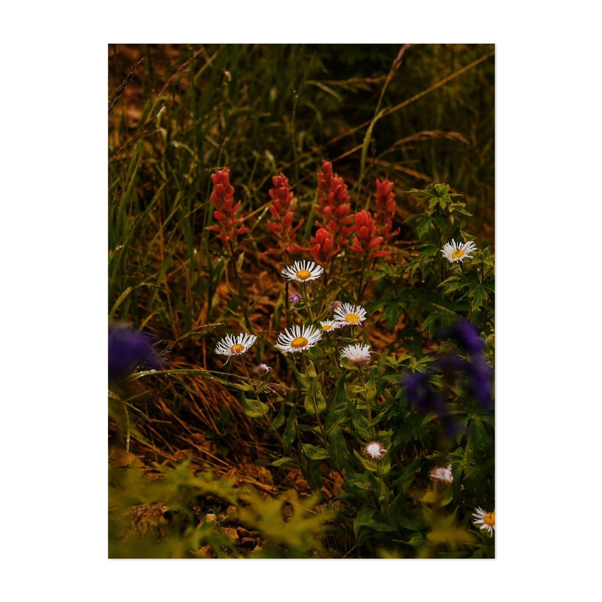 Alma Wildflowers - Alma Colorado Photography Flowers Floral Botanical ...