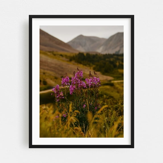 Alma Wildflowers II - Alma Colorado Photography Mountain Nature ...
