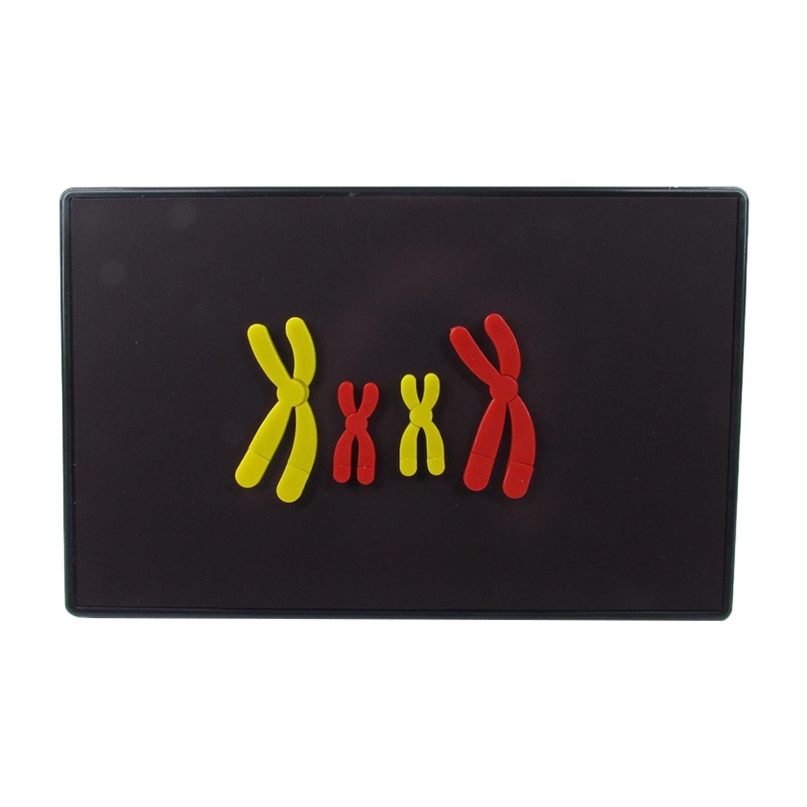 Almencla Anatomical Human Chromosome Model Genetic Teaching Tool for ...