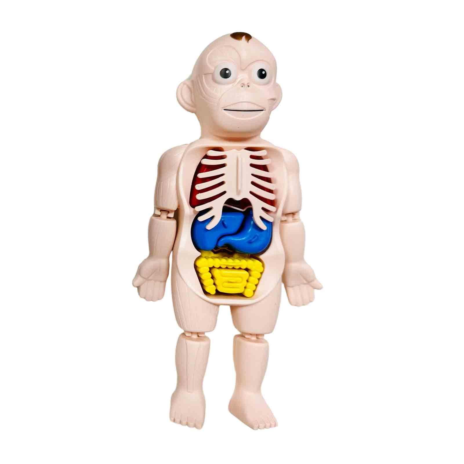 Almencla Human Body Model for Kids Teaching Model Interactive Body ...