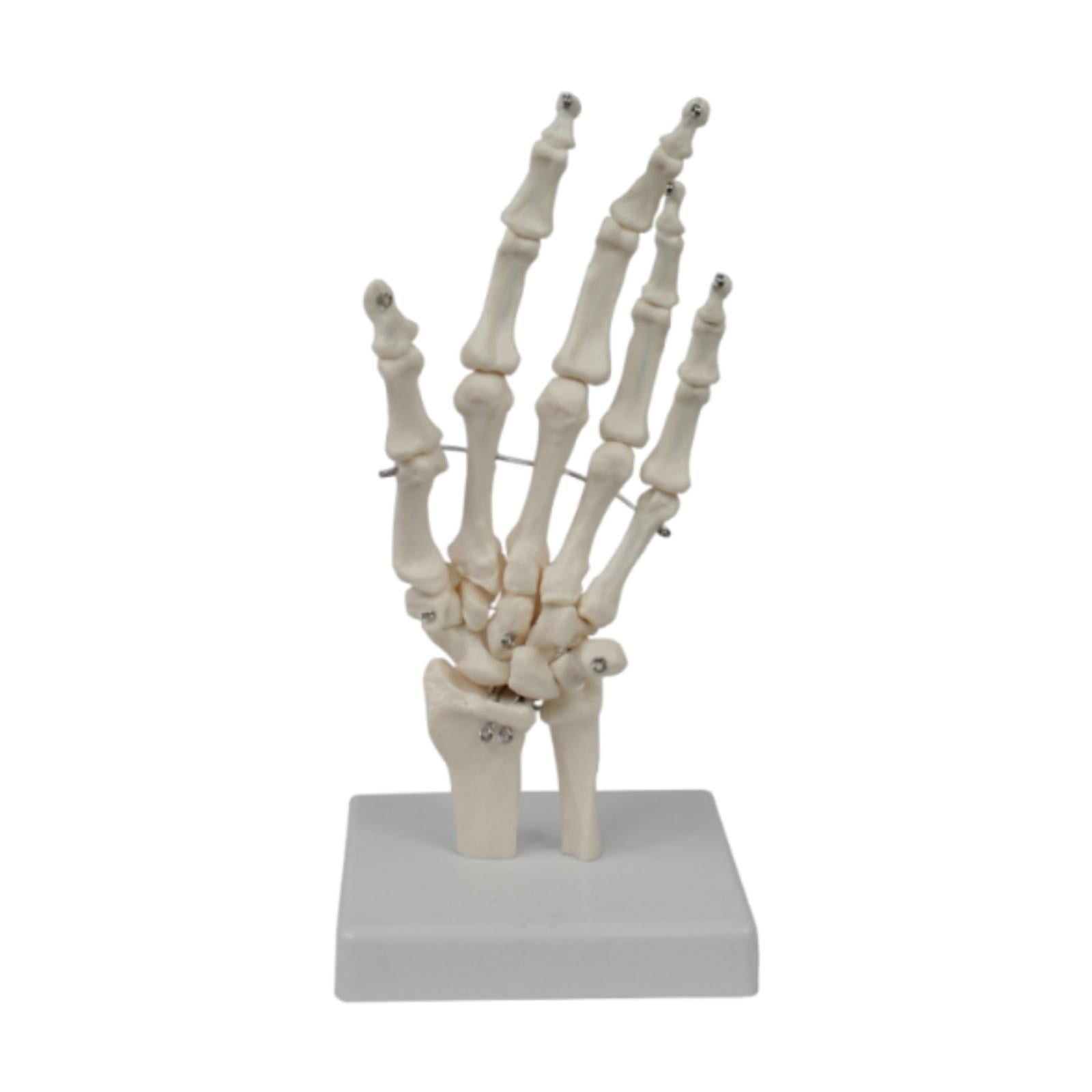 Almencla Human Hand Model Educational Model Realistic Sturdy Teaching ...
