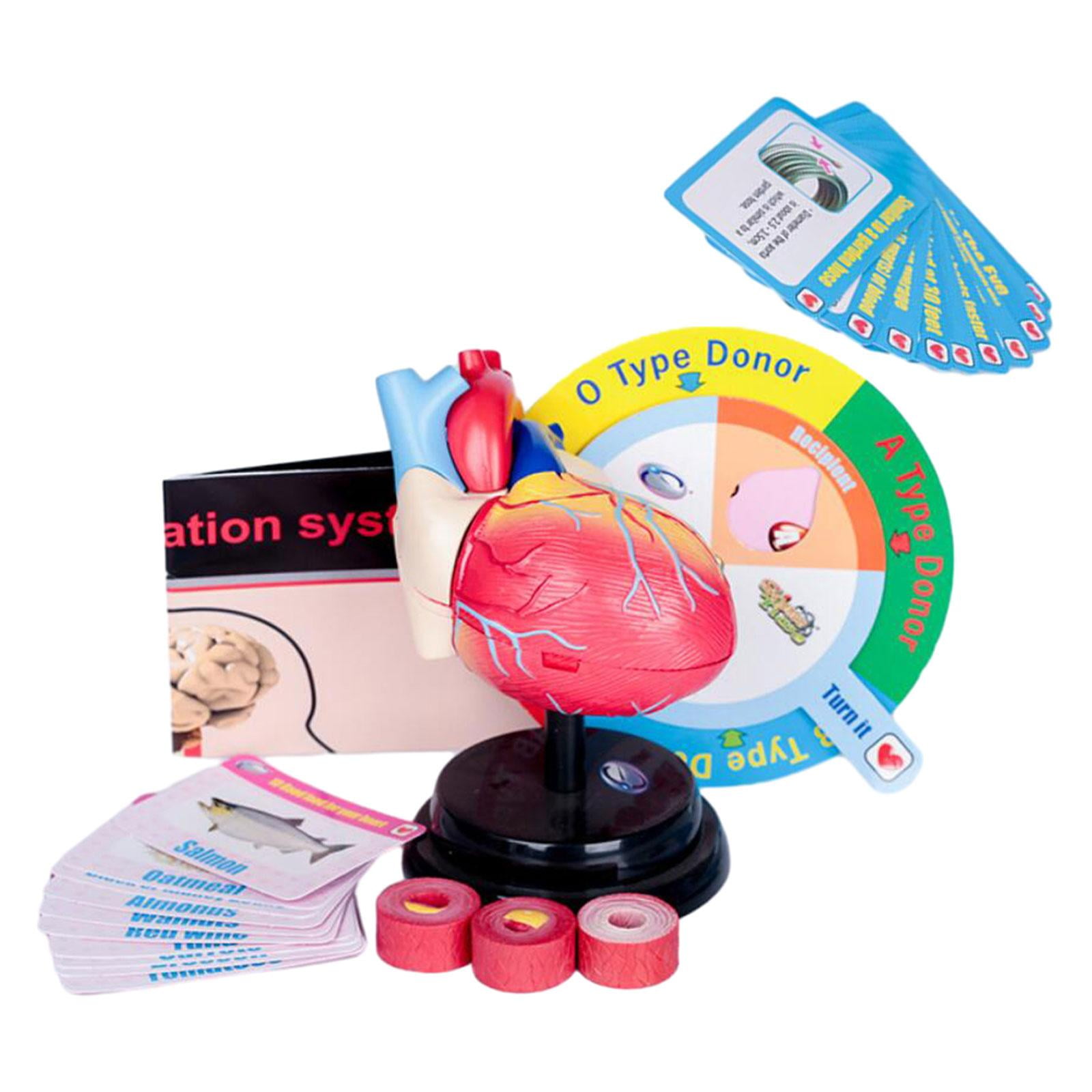 Almencla Human Heart Model Professional Assemble Accurate Life Size ...