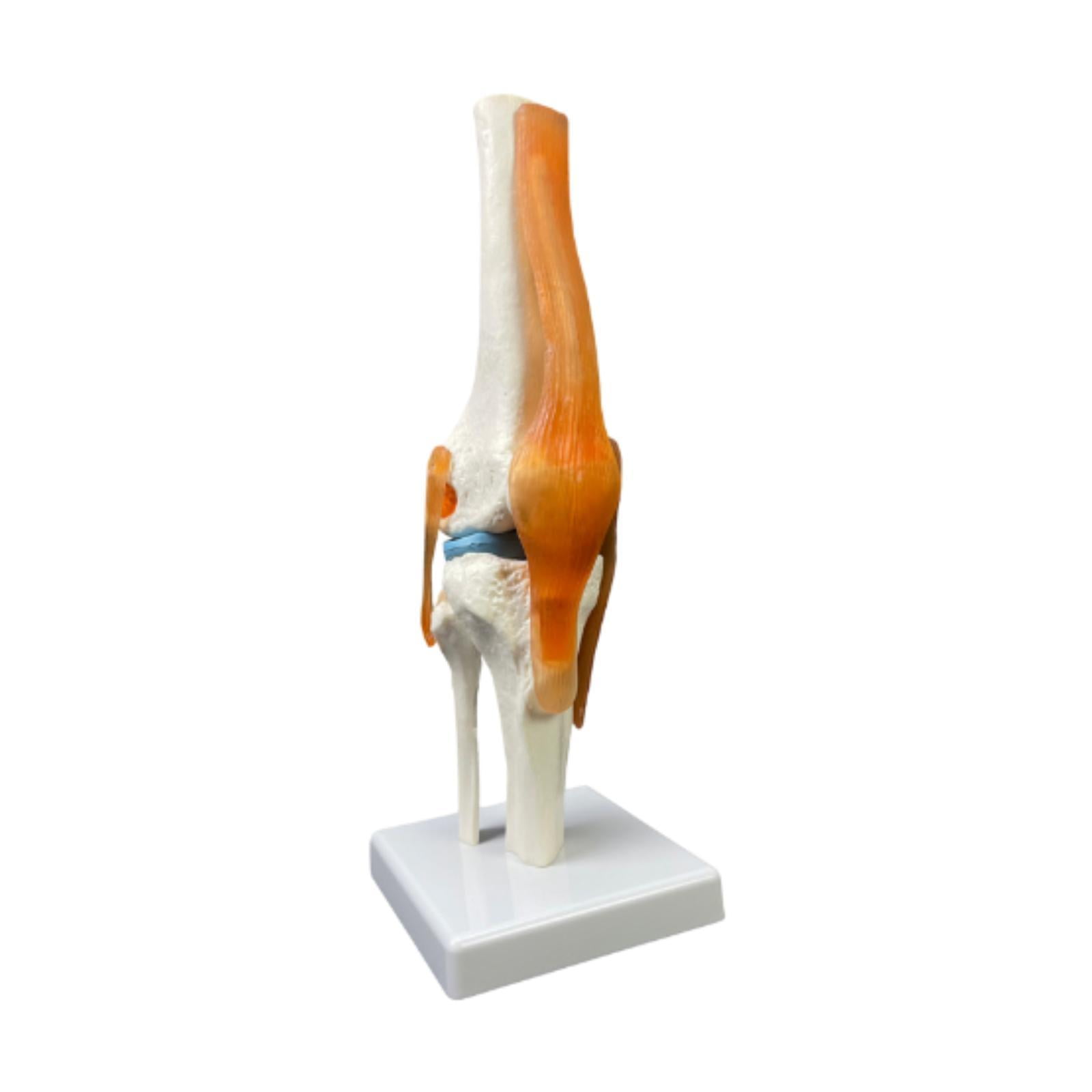 Almencla Human Knee Joint Model Anatomical Model Intuitive Displays ...