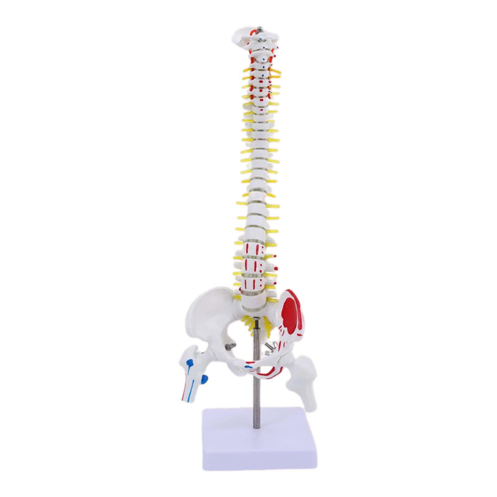 Almencla Human Spine Model Flexible Muscle Markings with Base 45cm ...