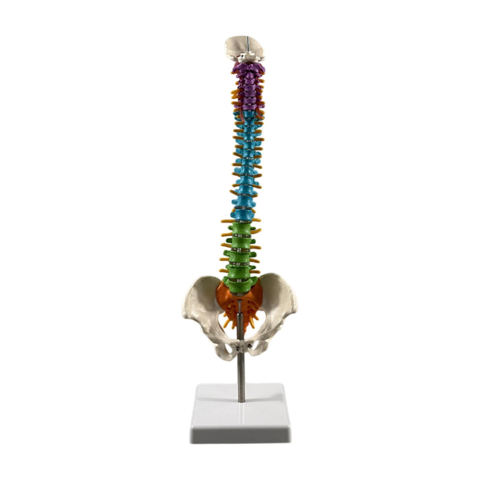 Almencla Human Spine Model Model Demonstration with Stand Human Spine ...