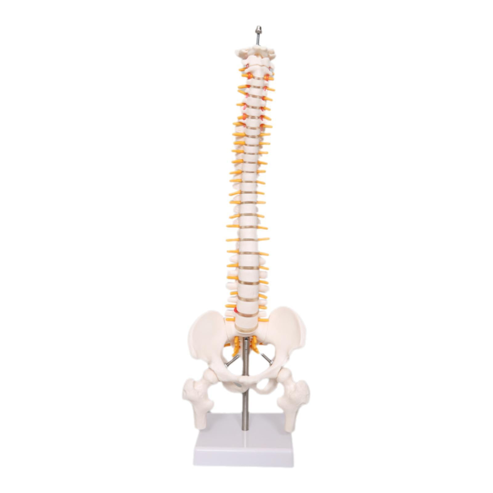 Almencla Human Spine Model Skeleton Learning Teaching Aids,Medical with ...