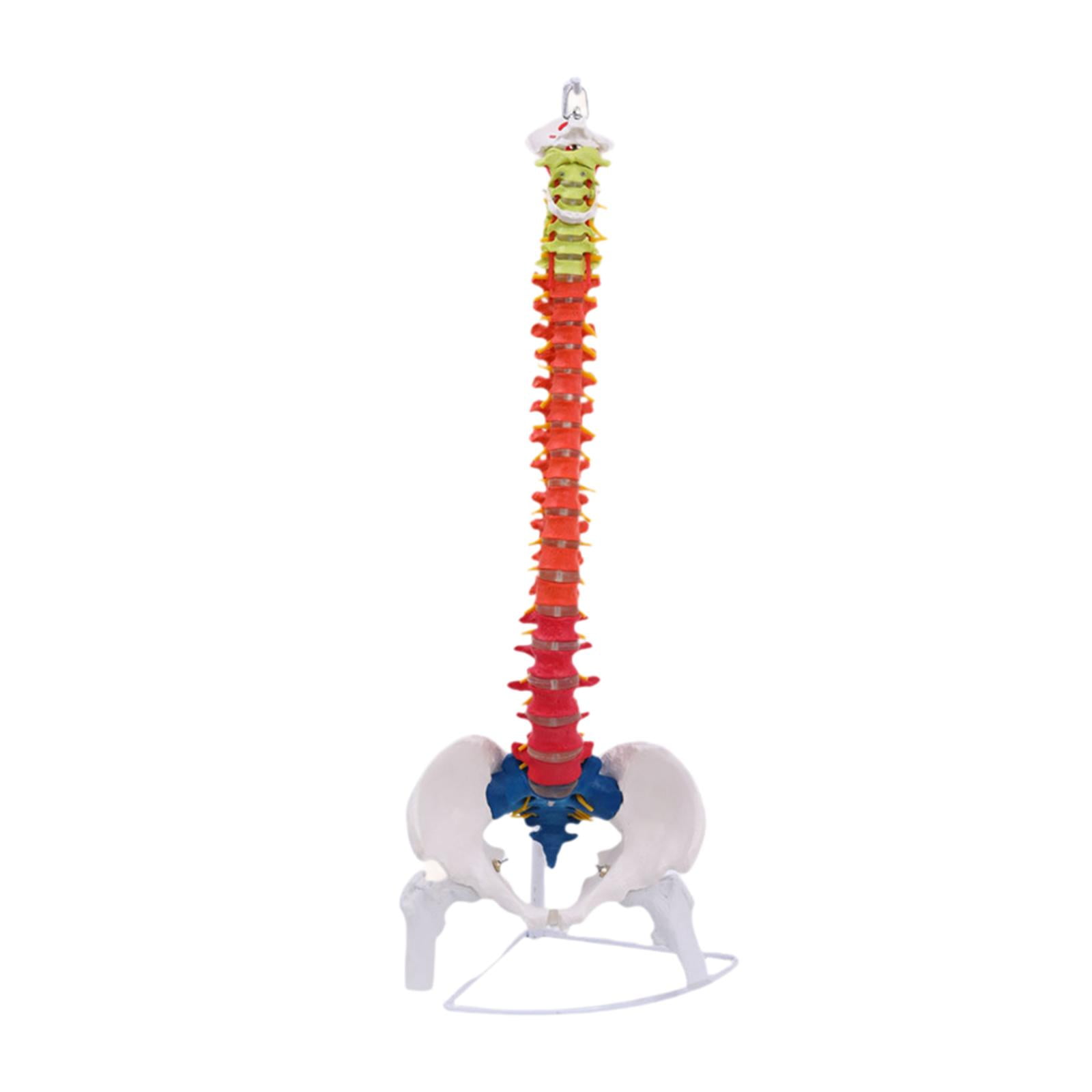 Almencla Human Spine Model Spine Display Stand with Display Stand ...