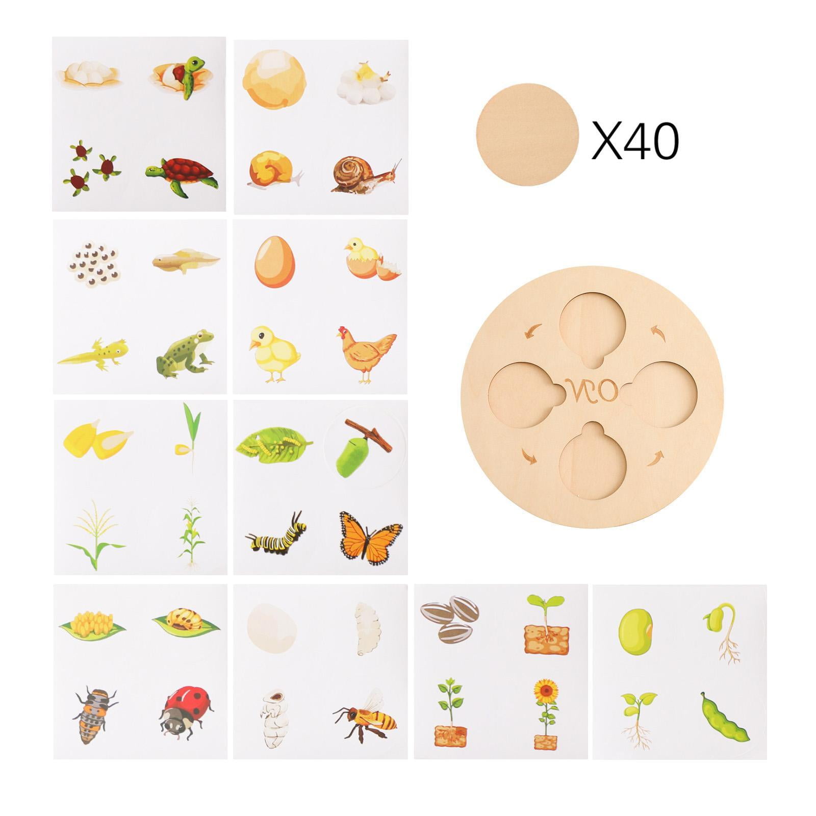 Almencla Life Cycle Kit Toy, Montessori Early Learning Toy, Animal ...