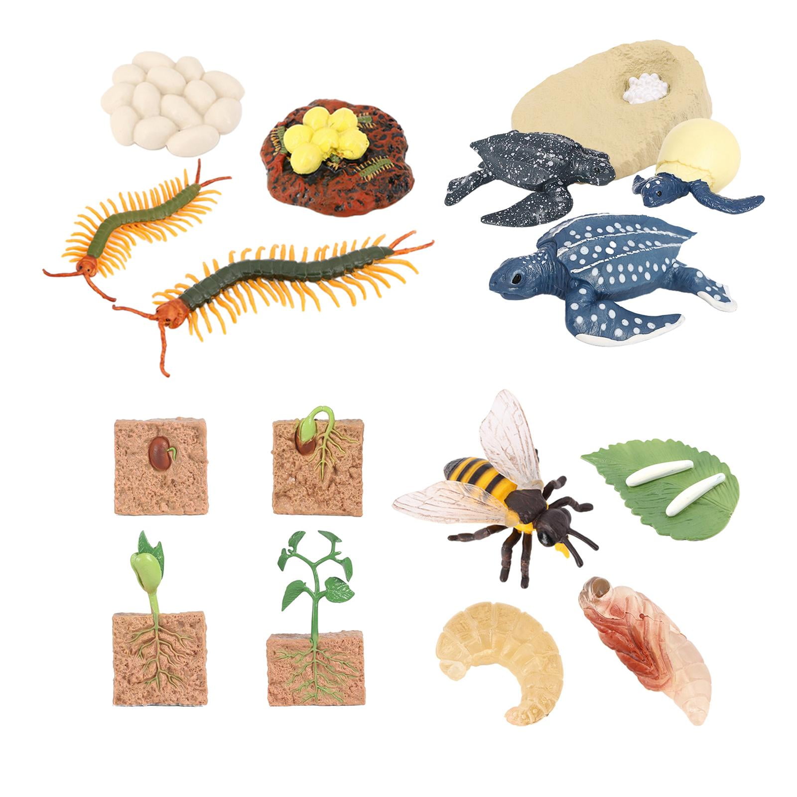 Almencla Life Cycle Learning Toys Preschool Teaching Tools Biology ...