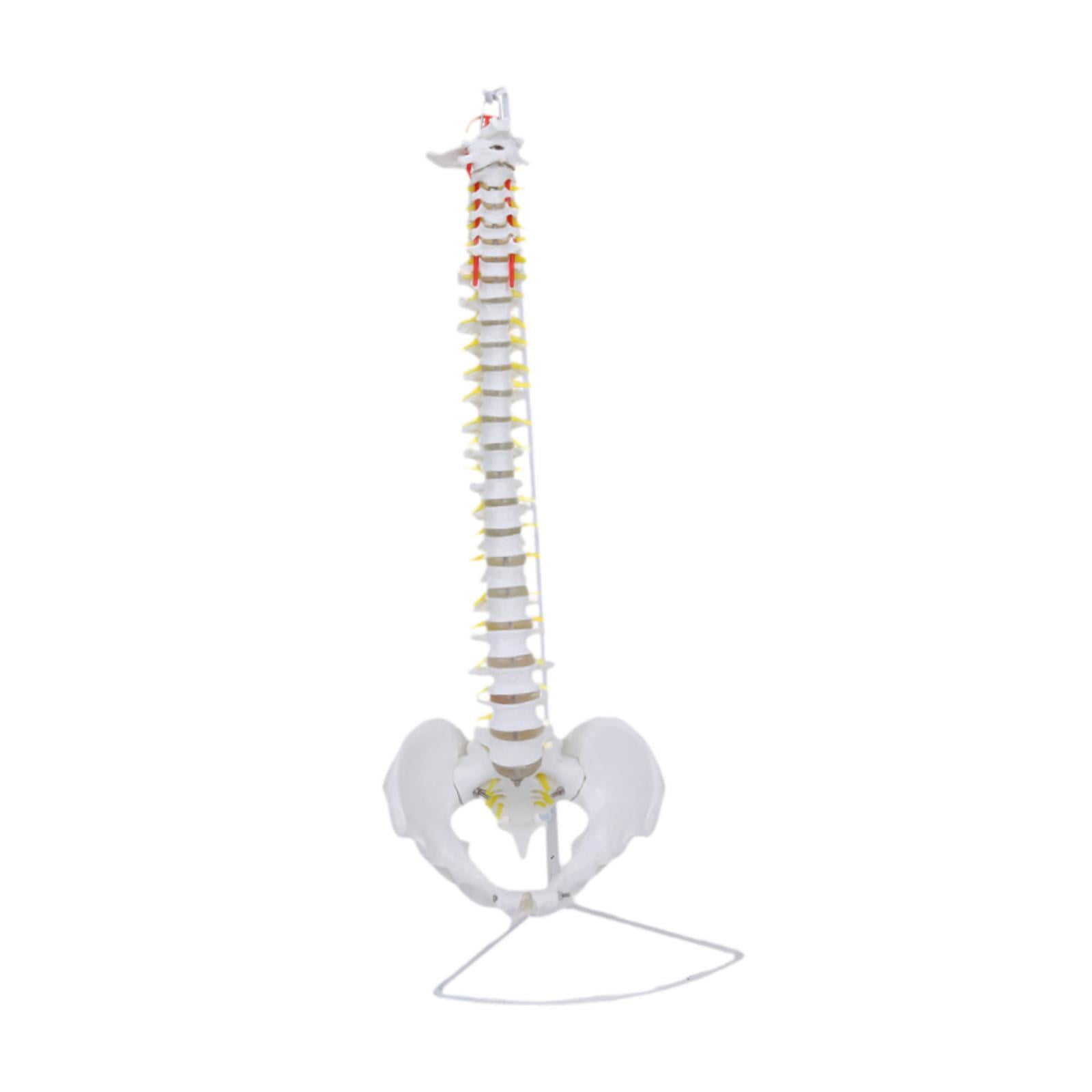 Almencla Spine Model Vertebral Column Model with Femur Skeleton with ...