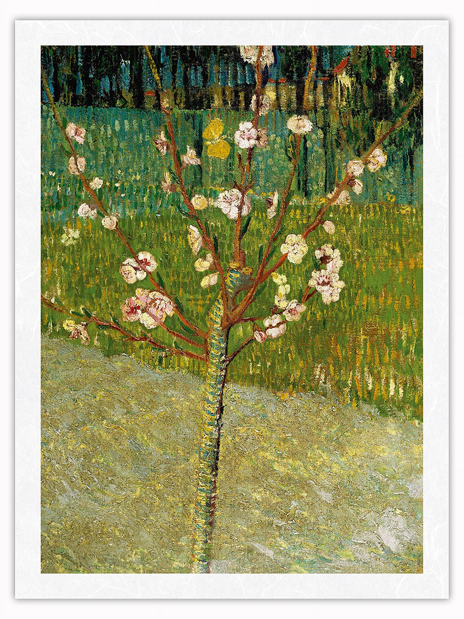 Almond Tree in Blossom - From an Original Color Painting by Vincent Van ...