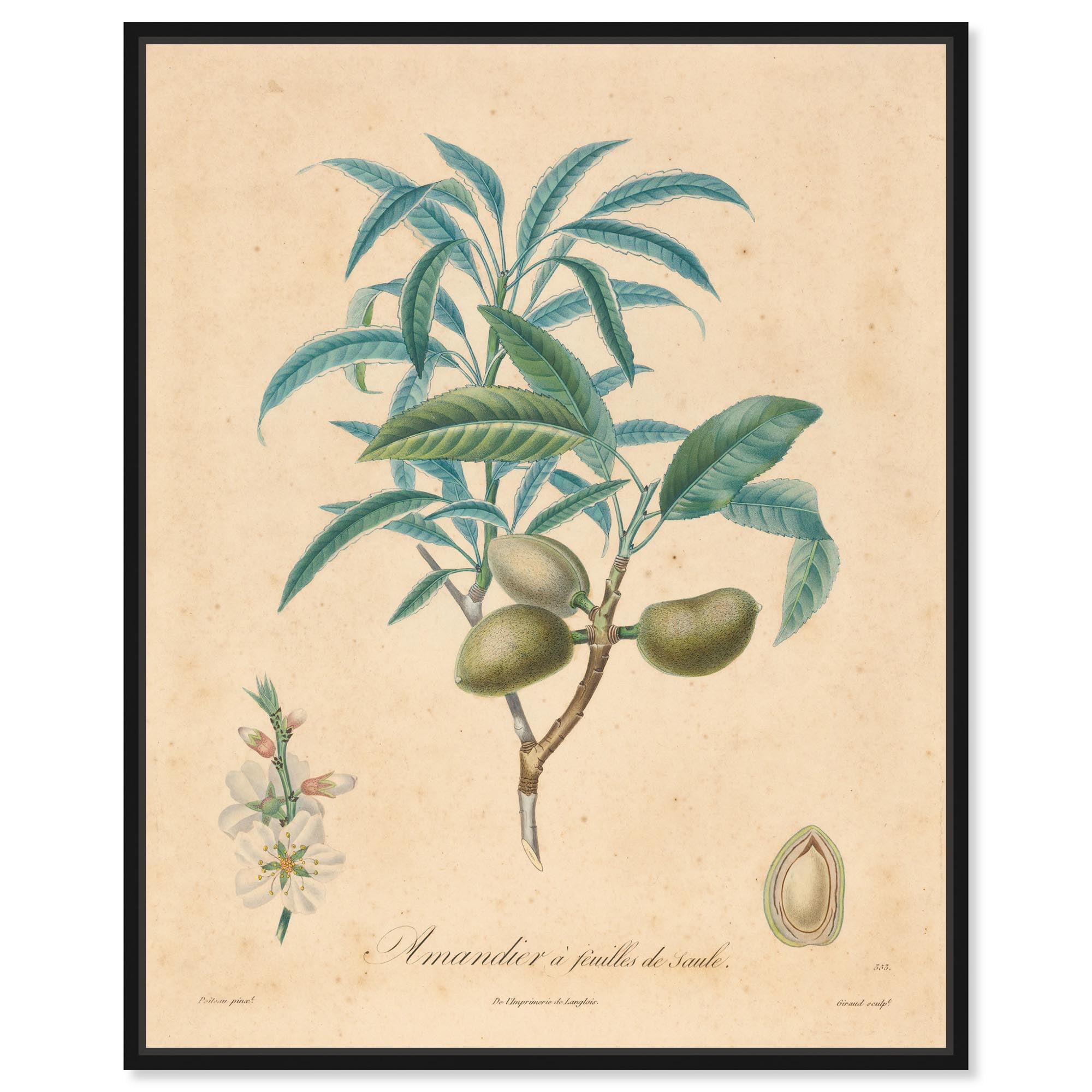Almond of Georgia II Canvas Vintage Botanical by Art Remedy, Black ...