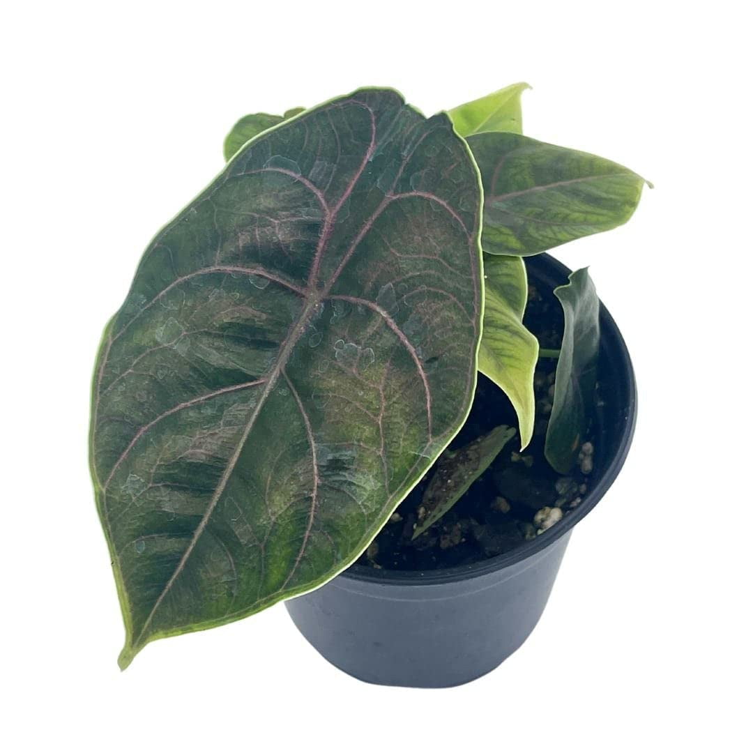 Live Hardy Indoor Flowering Alocasia Azlanii, Jewel Alocasia, Red Mambo ...