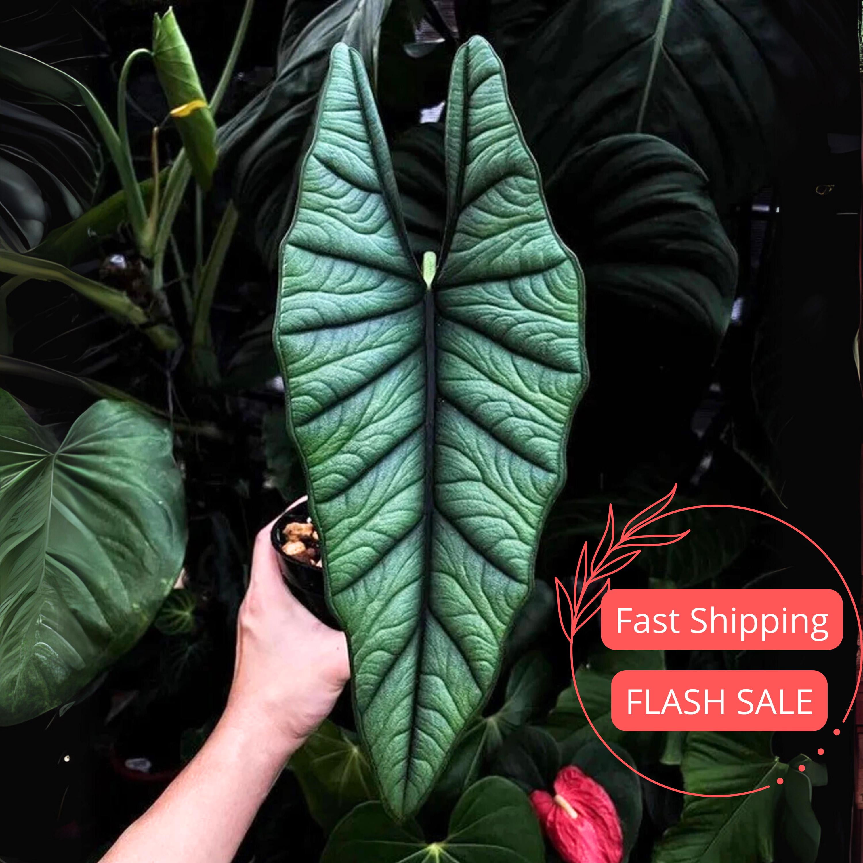 Alocasia Bisma Live Plant SALE | Alocasia Bisma Corm Rooted | Indoor ...