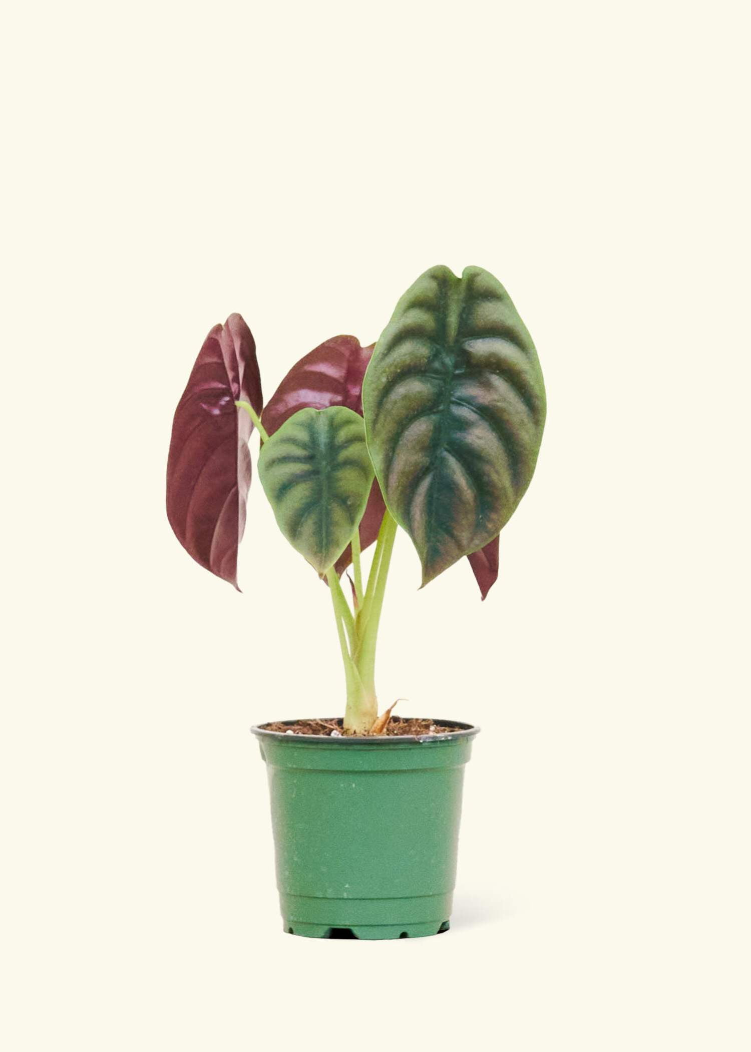 Rooted 11" Indoor House Alocasia Cuprea Live Green Plant in 4" Grower ...