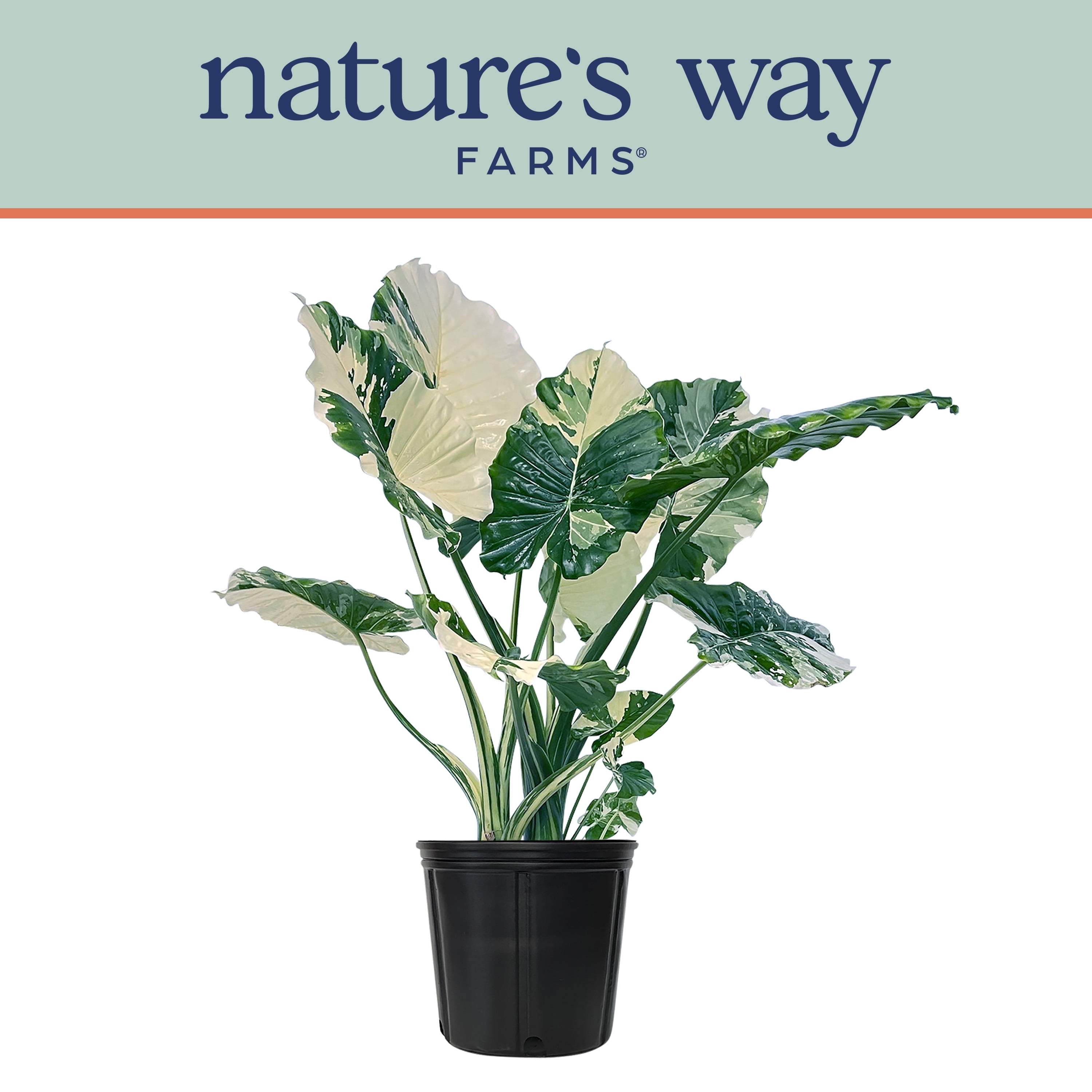 Alocasia Dawn Variegated - Rare Indoor Houseplant Collection - Large ...