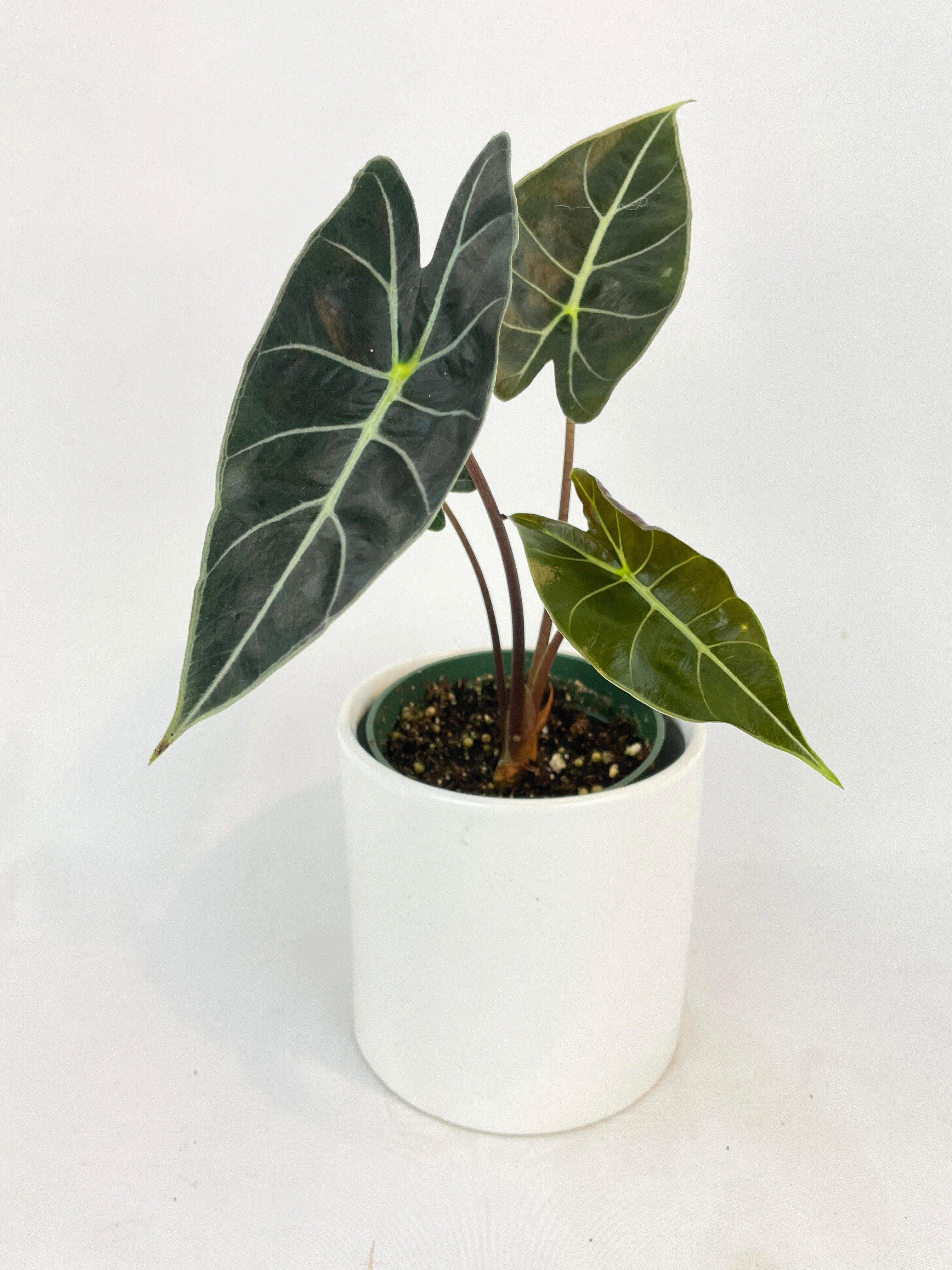 Bumble Plants Alocasia Dragon Tooth Longiloba - Full Live Colorful ...
