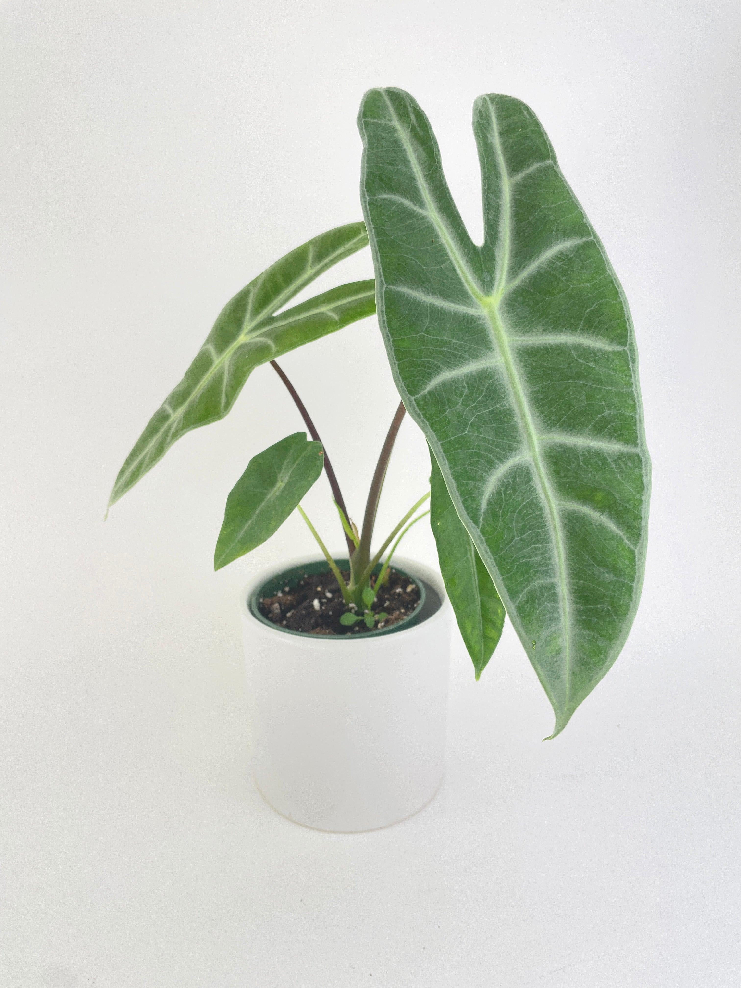 Bumble Plants Alocasia Dragon Tooth Longiloba - Full Live Colorful ...