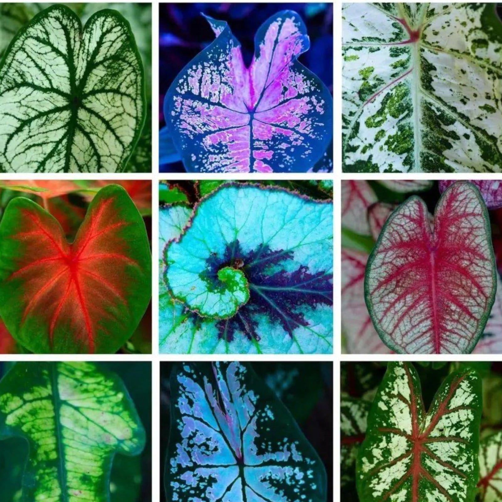 Alocasia,Exquisite,Hanging Basket,Giant Taro Gabi Kalo Eddo,Elephant ...