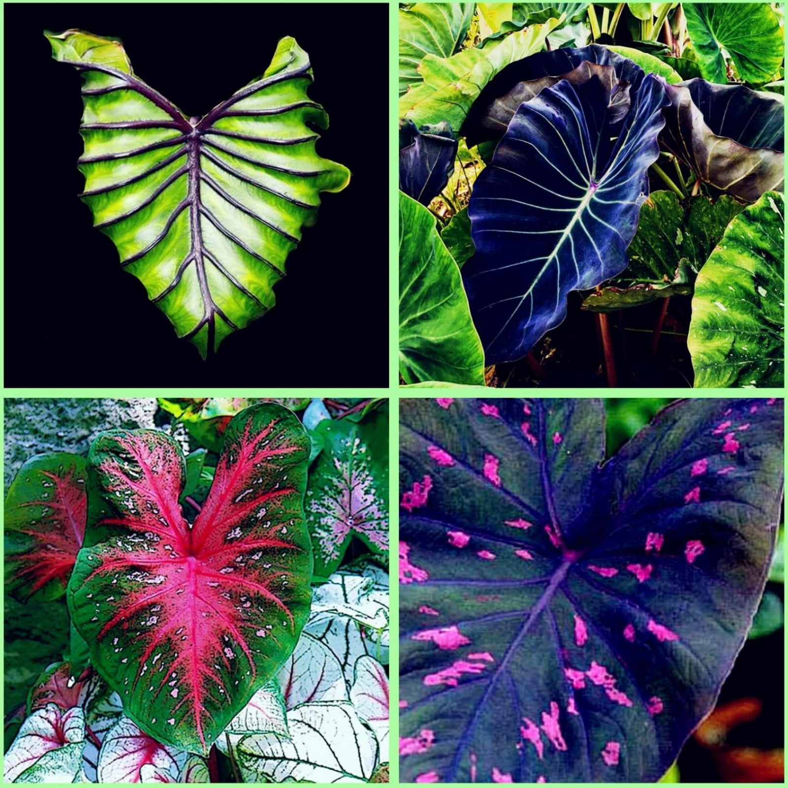 Alocasia,Exquisite,Hanging Basket,Giant Taro Gabi Kalo Eddo,Elephant ...