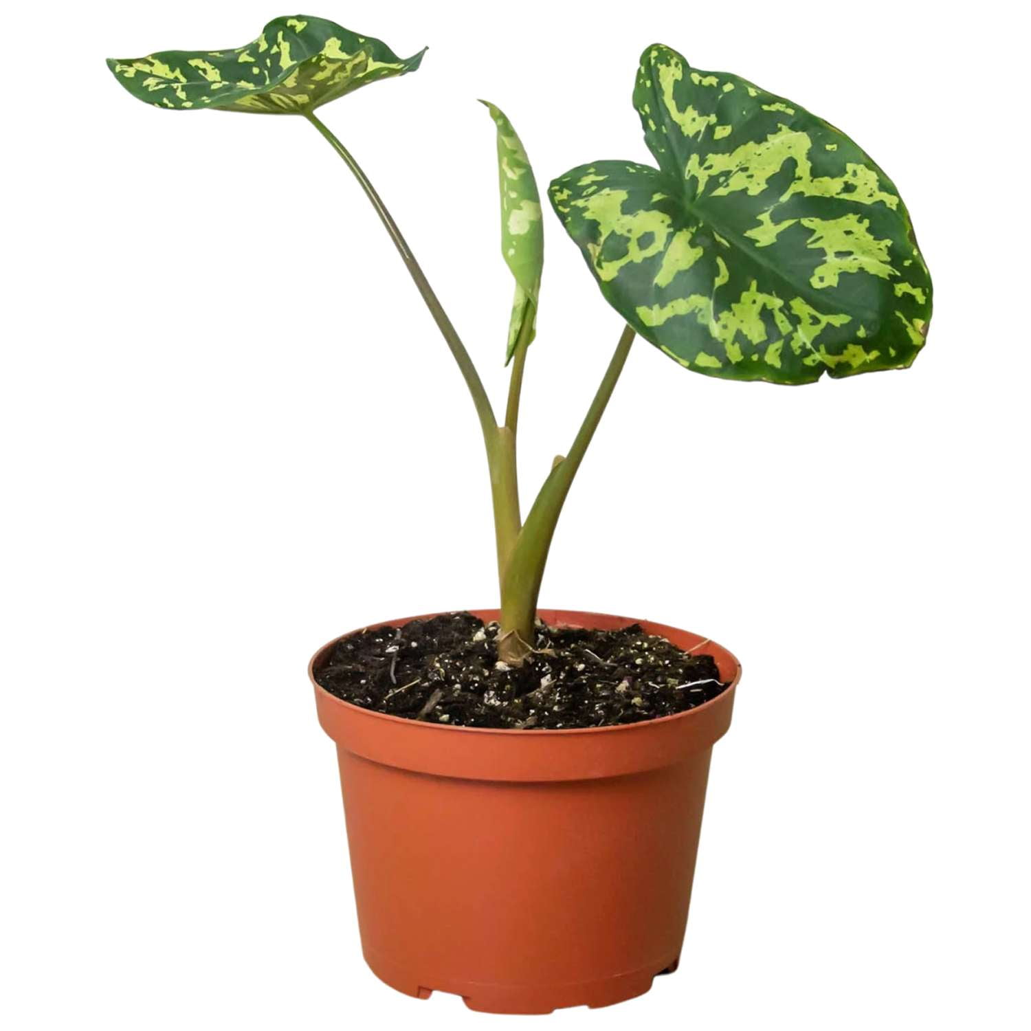 Alocasia Hilo Beauty Live Plant for Indoor | Different Houseplants in 4 ...