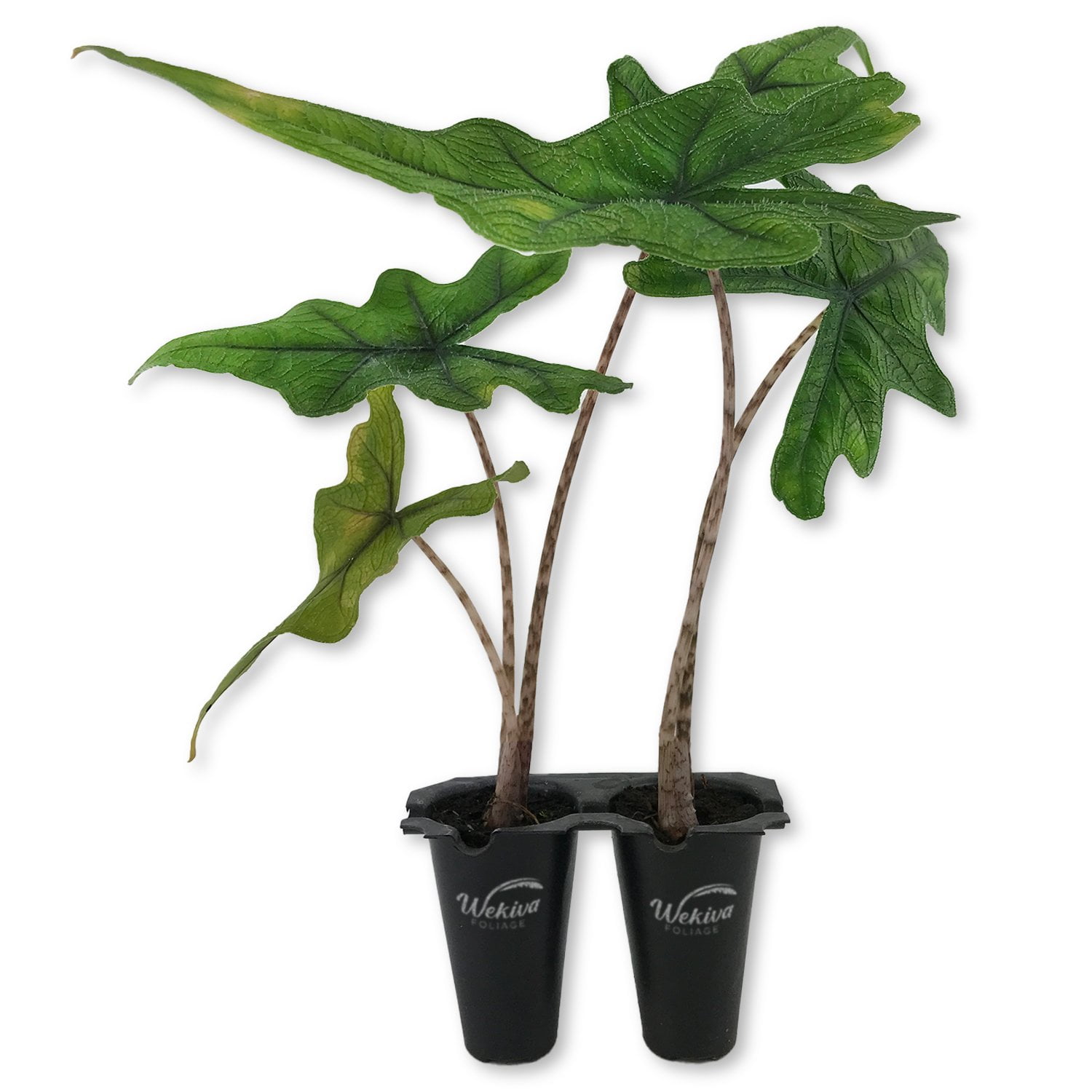 Alocasia Jacklyn - 2 Live Starter Plants in 2 Inch Grower's Pots ...