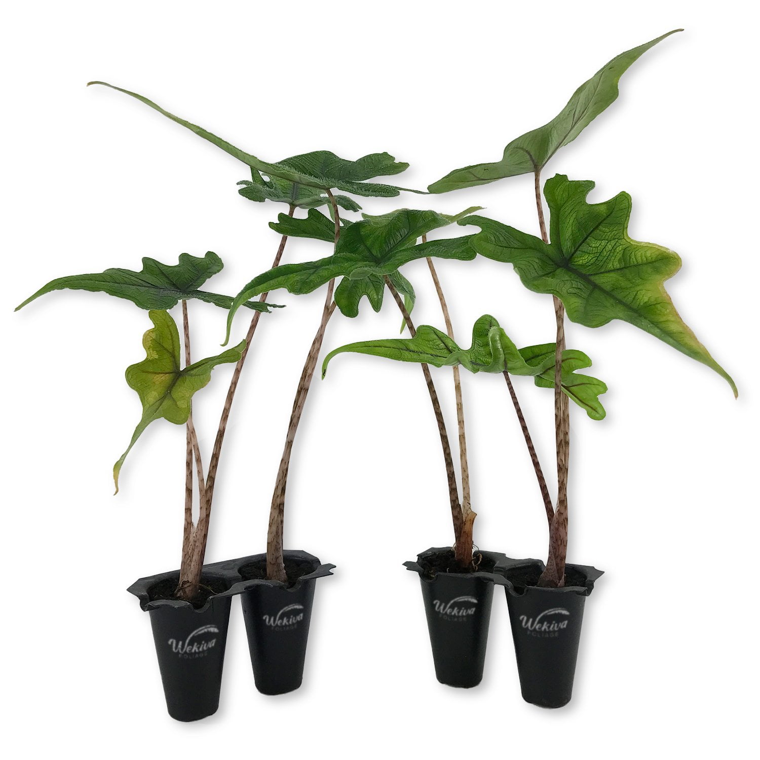 Alocasia Jacklyn - 4 Live Starter Plants in 2 Inch Grower's Pots ...