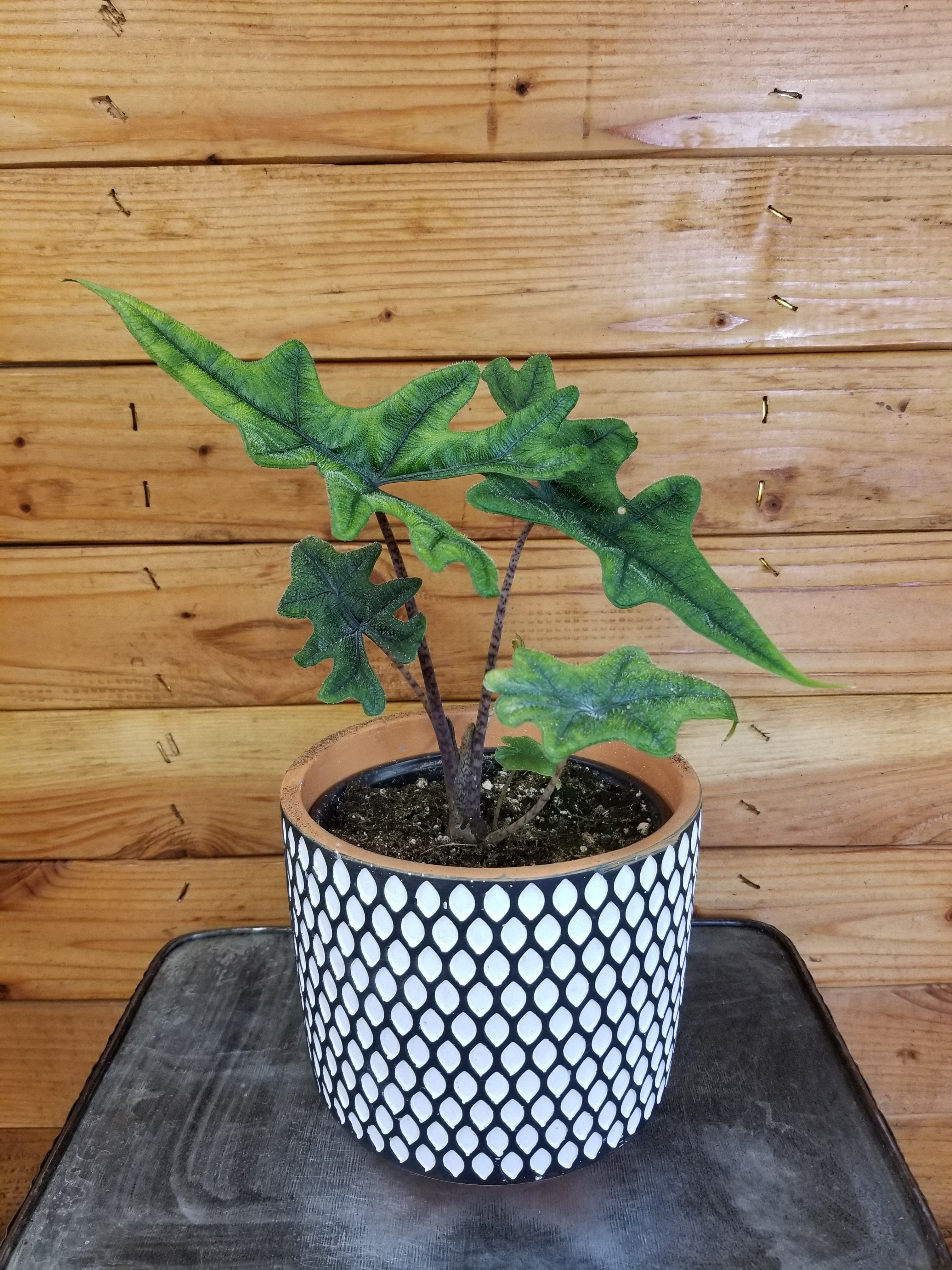 Alocasia Jacklyn, 6" Plant - Walmart.com