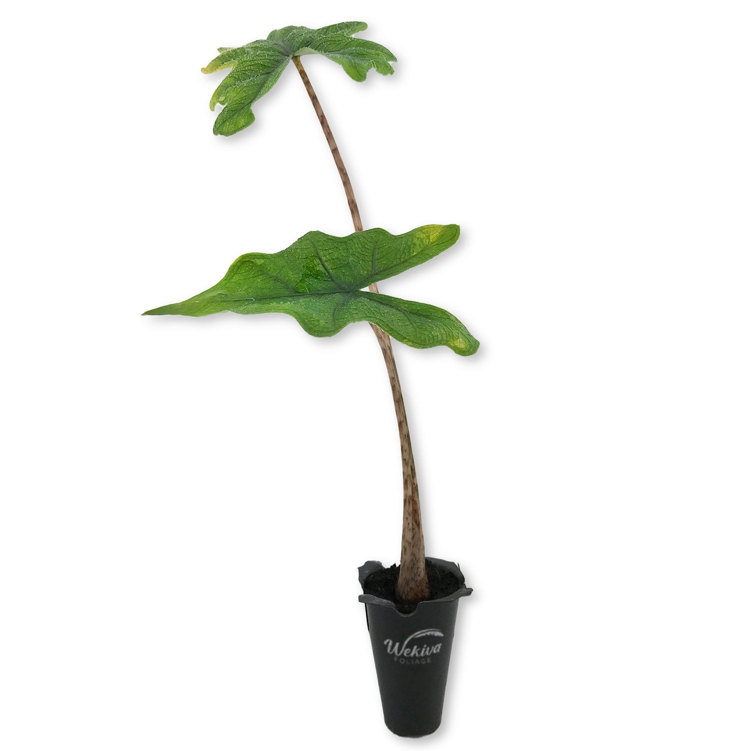 Alocasia Jacklyn - Live Starter Plant in a 2 Inch Grower's Pot ...