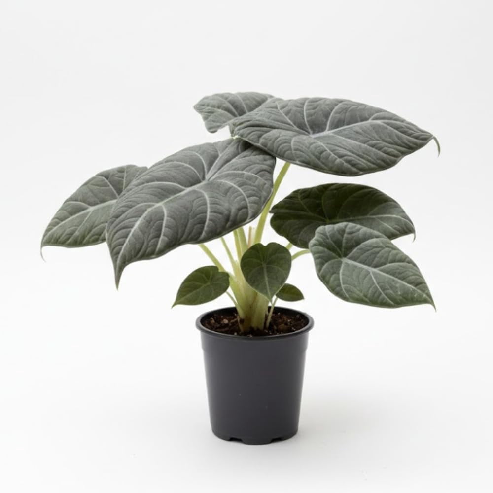 Alocasia Live Plant, Tropical Plant for Gift or Home Office Decor, Air ...