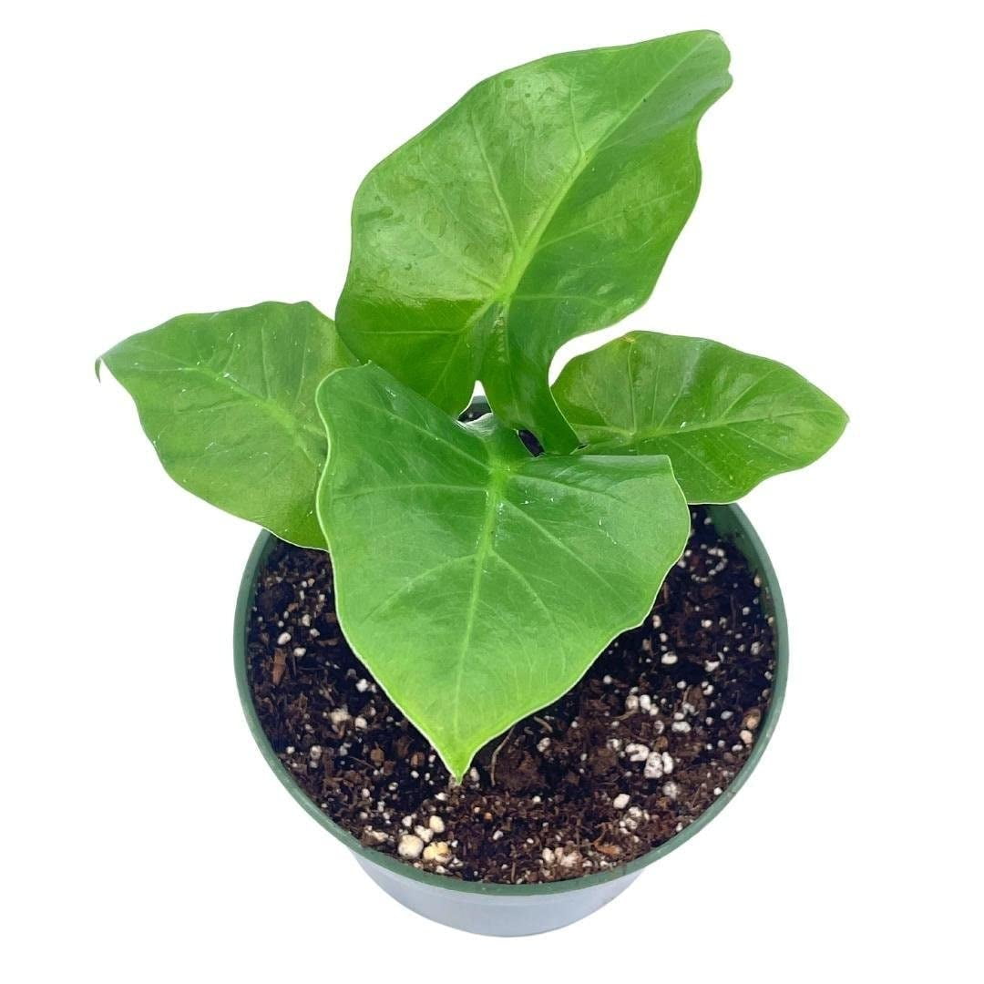 Alocasia Low Rider in a 4 inch Pot - Walmart.com