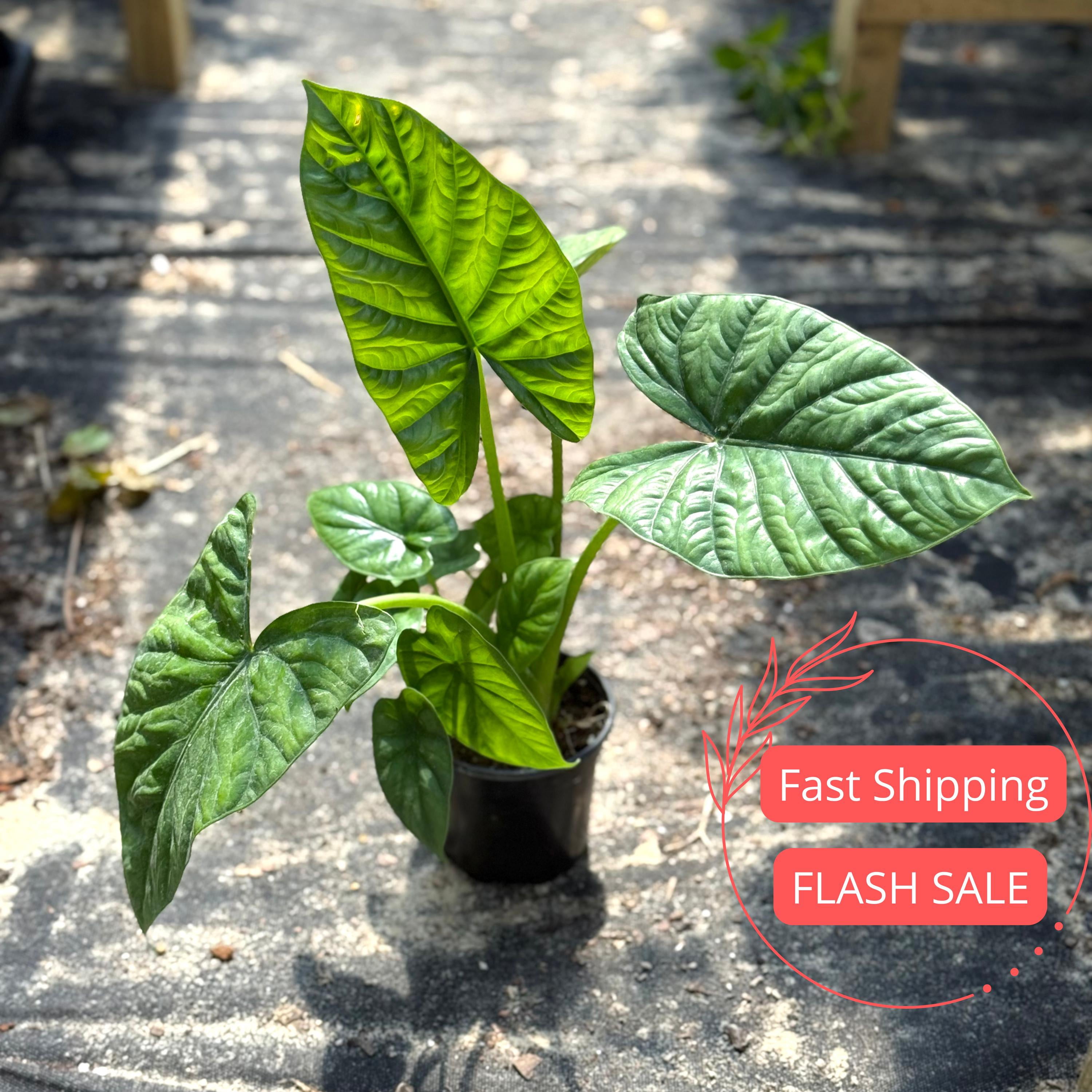 Alocasia Lukiwan Live Plant SALE | Alocasia Corm Lukiwan Alba x Sinuata ...