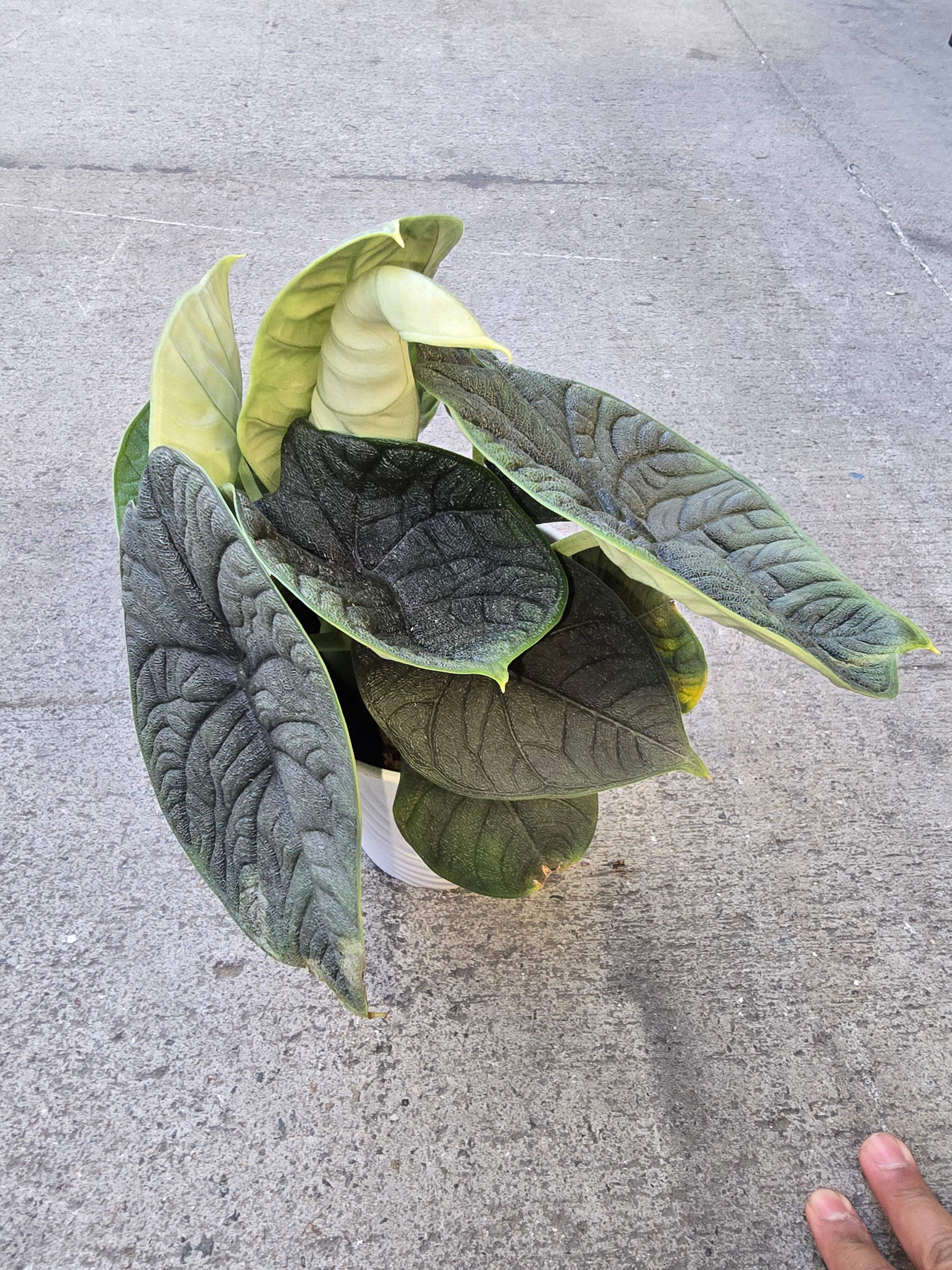 Alocasia Melo very full- Rare Find House plant Easy care in 5 inch pot ...