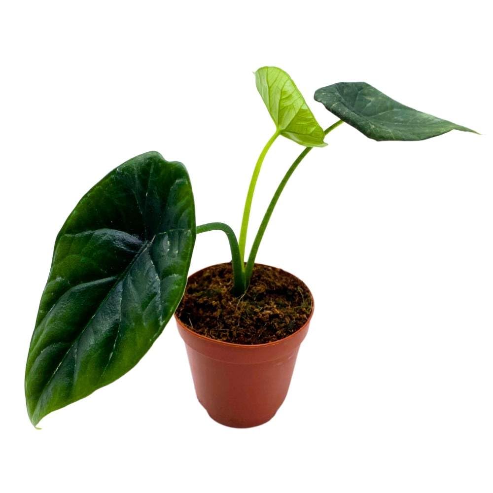 Alocasia Mirror Face, 2 inch Quilted Dreams Rare Jewel Alocasia Starter ...