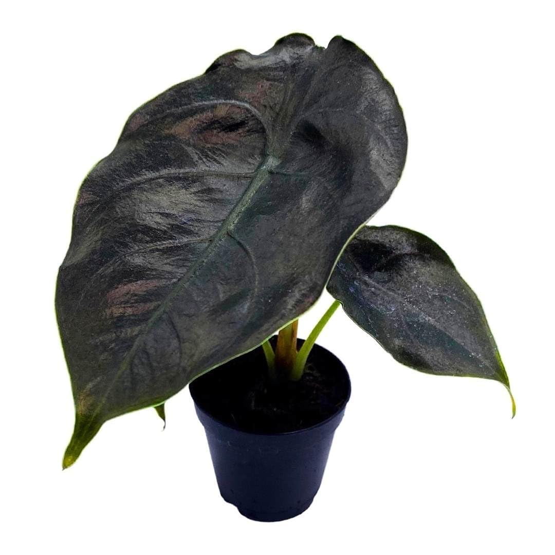 Alocasia Red Mambo, Alocasia Azlanii, Elephant Ear in 2 inch Pot ...