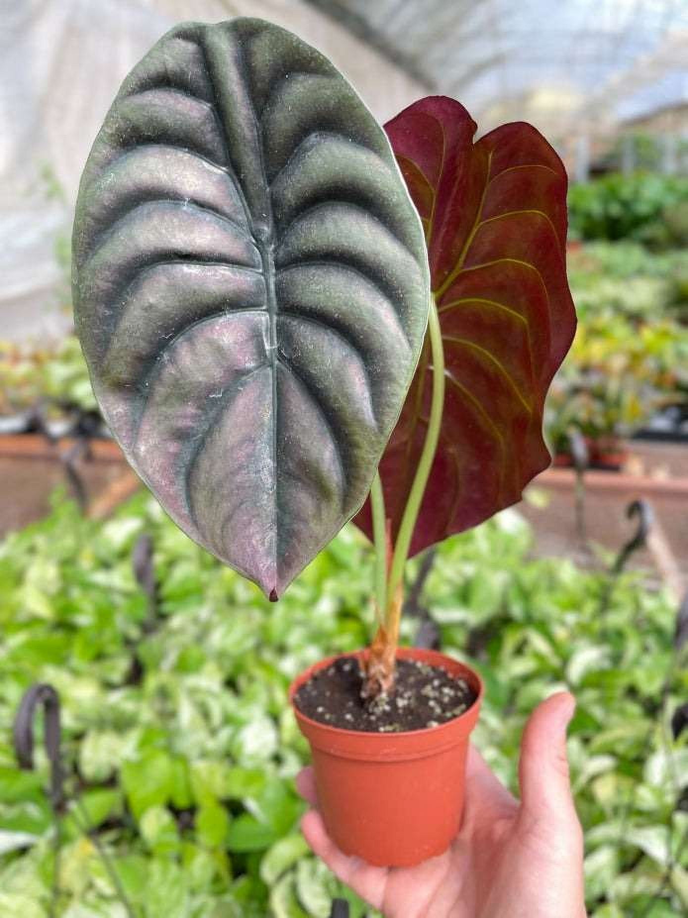 Alocasia Red Secret Live Plant for Indoor | Different Houseplants in 4 ...