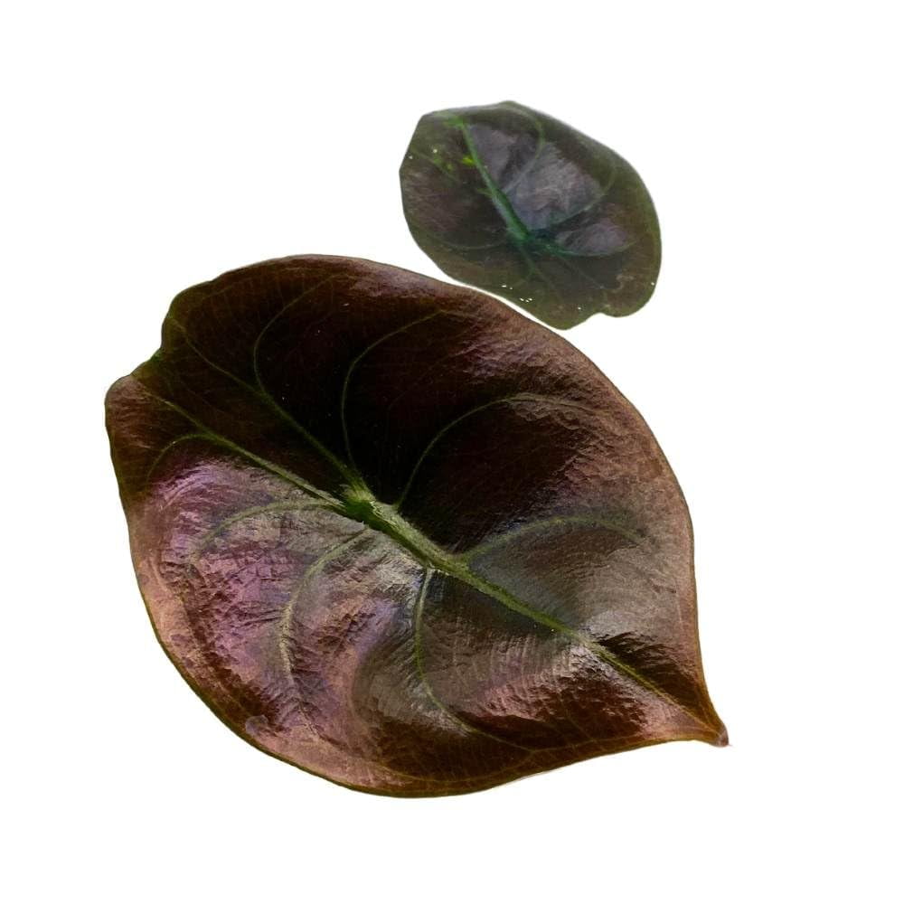 Alocasia Red Secrets, 2 inch Cuprea Rare Jewel Alocasia Starter Tiny ...