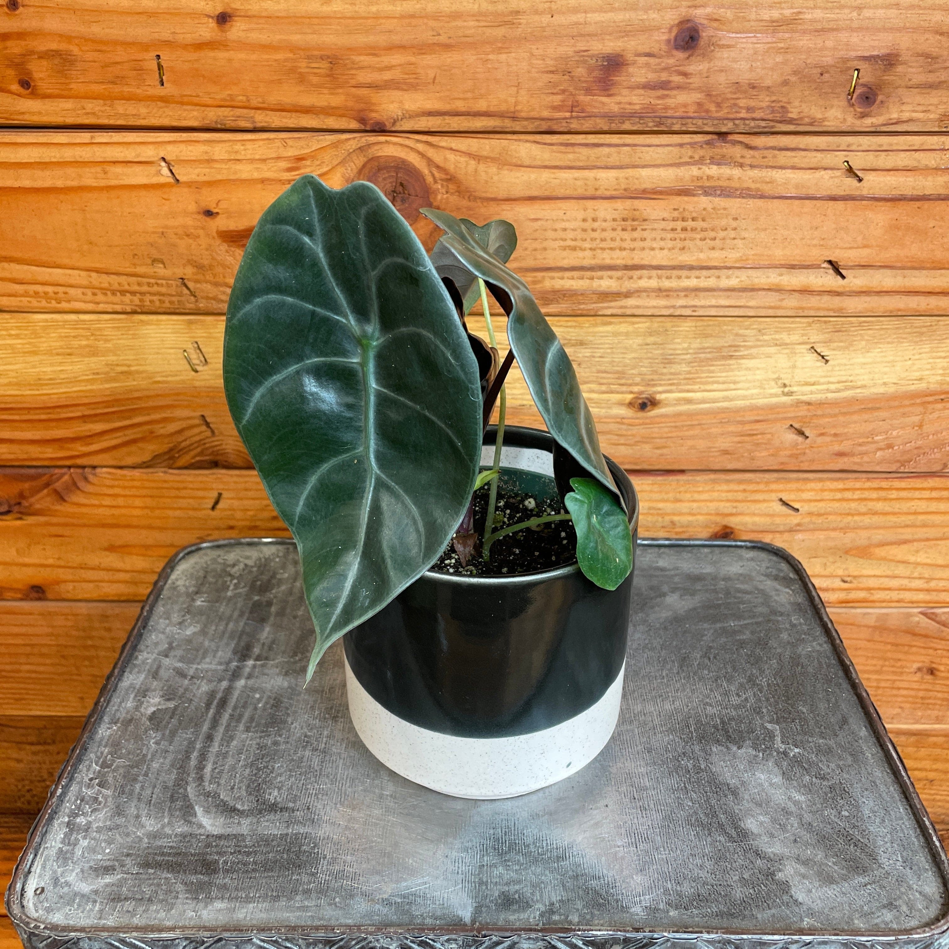 Alocasia Sedenii, 4" Plant - Walmart.com