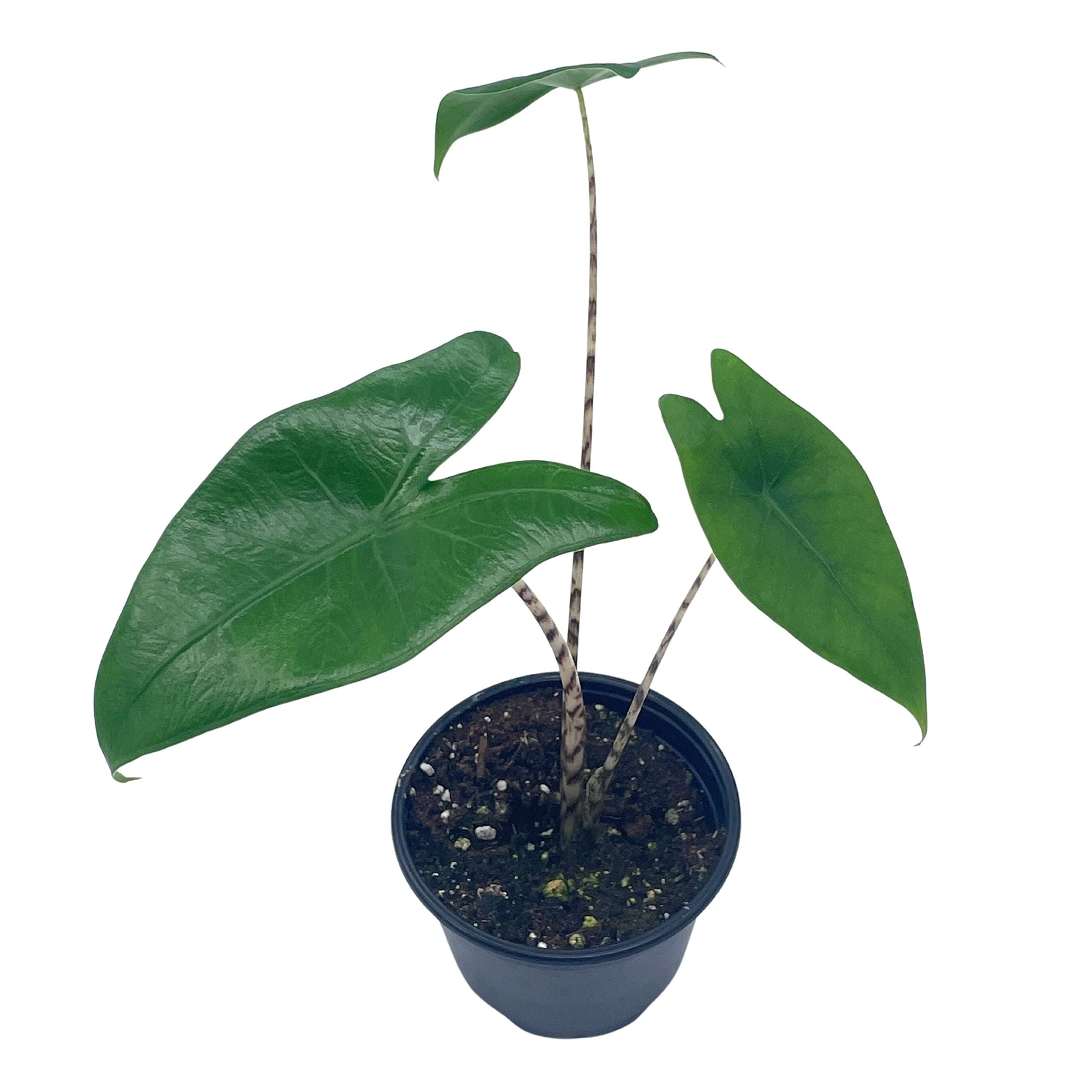 Alocasia Zebrina, 4 inch, Zebra Plant, Striped Stems - Walmart.com