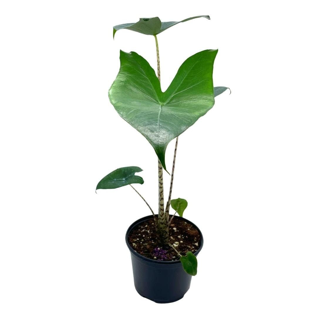 Alocasia Zebrina, 6 inch, Rare Zebra Alocasia Reticulata Leopard ...