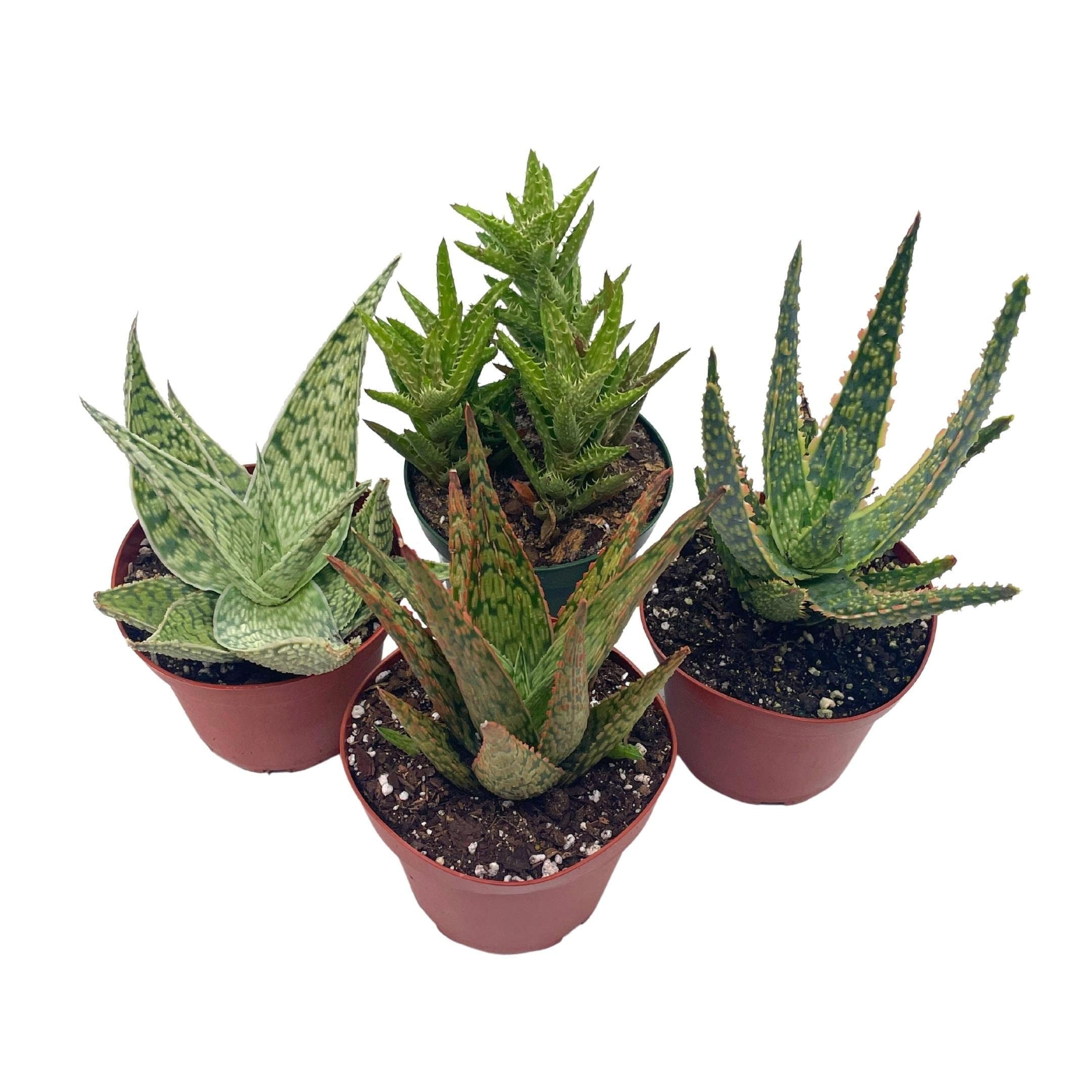 Aloe Assortment, Aloe Vera Variety Set of 4 in 4 inch pots, Barbados ...