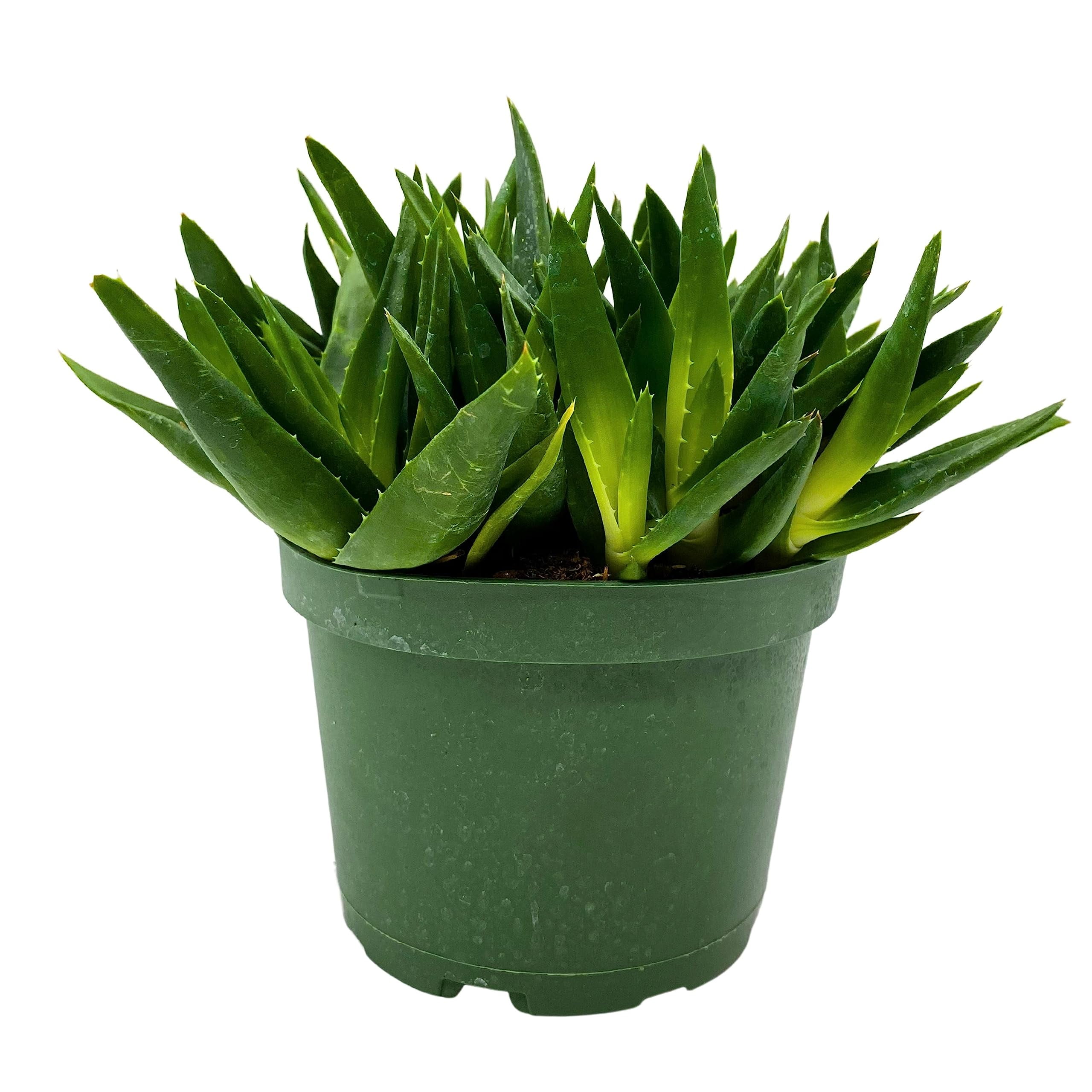 Aloe Black Gem, Carrion Plant, or Starfish Flower Plant in 6 inch Pot ...