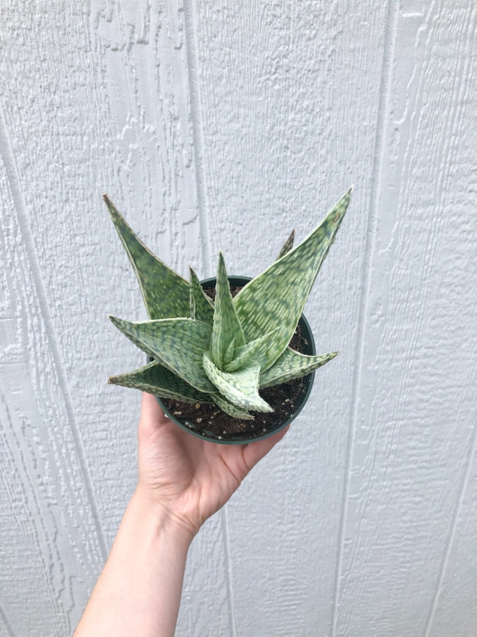 Aloe "Delta Lights" Succulent - 4 inch Potted Aloe Hybrid - Walmart.com