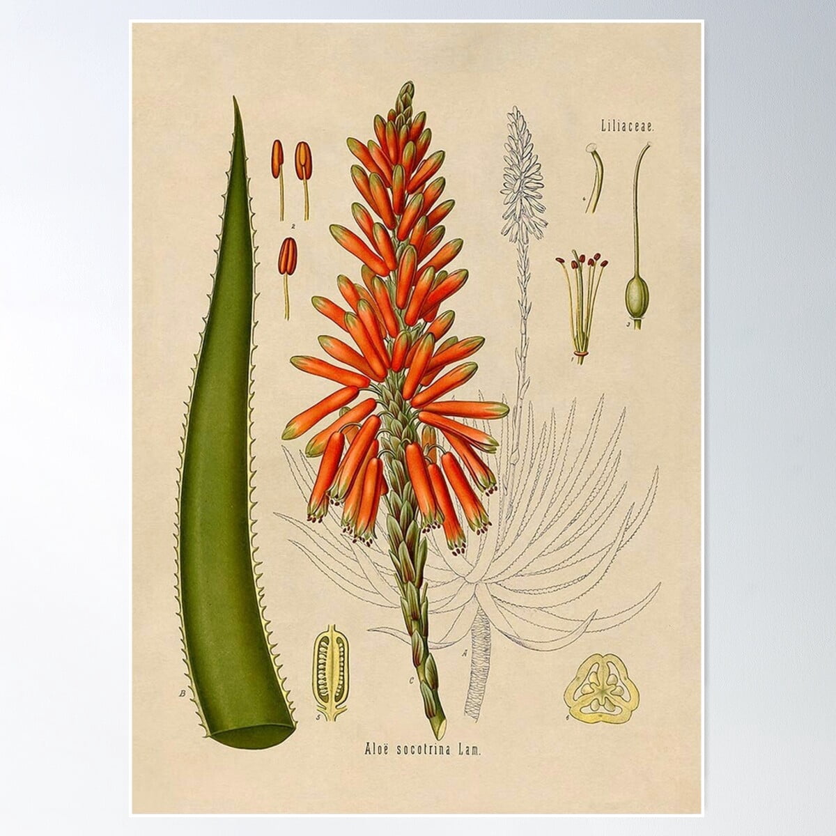 Aloe Life Cycle Poster Wall Art, Modern Wall Decor For Living Room ...